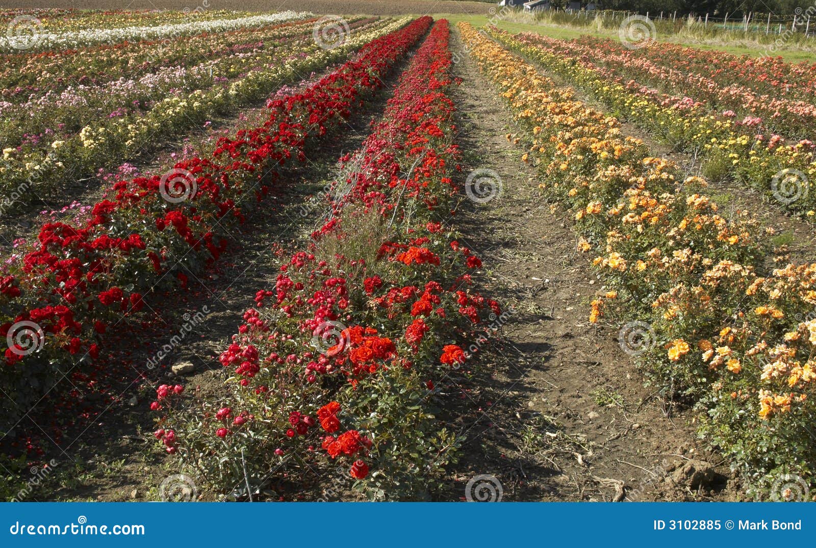 Field of roses stock image. Image of landscape, coloured - 3102885