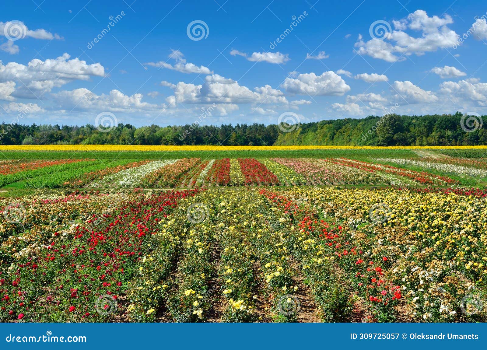 Field of Roses on the Background of the Blue Sky Stock Image - Image of ...