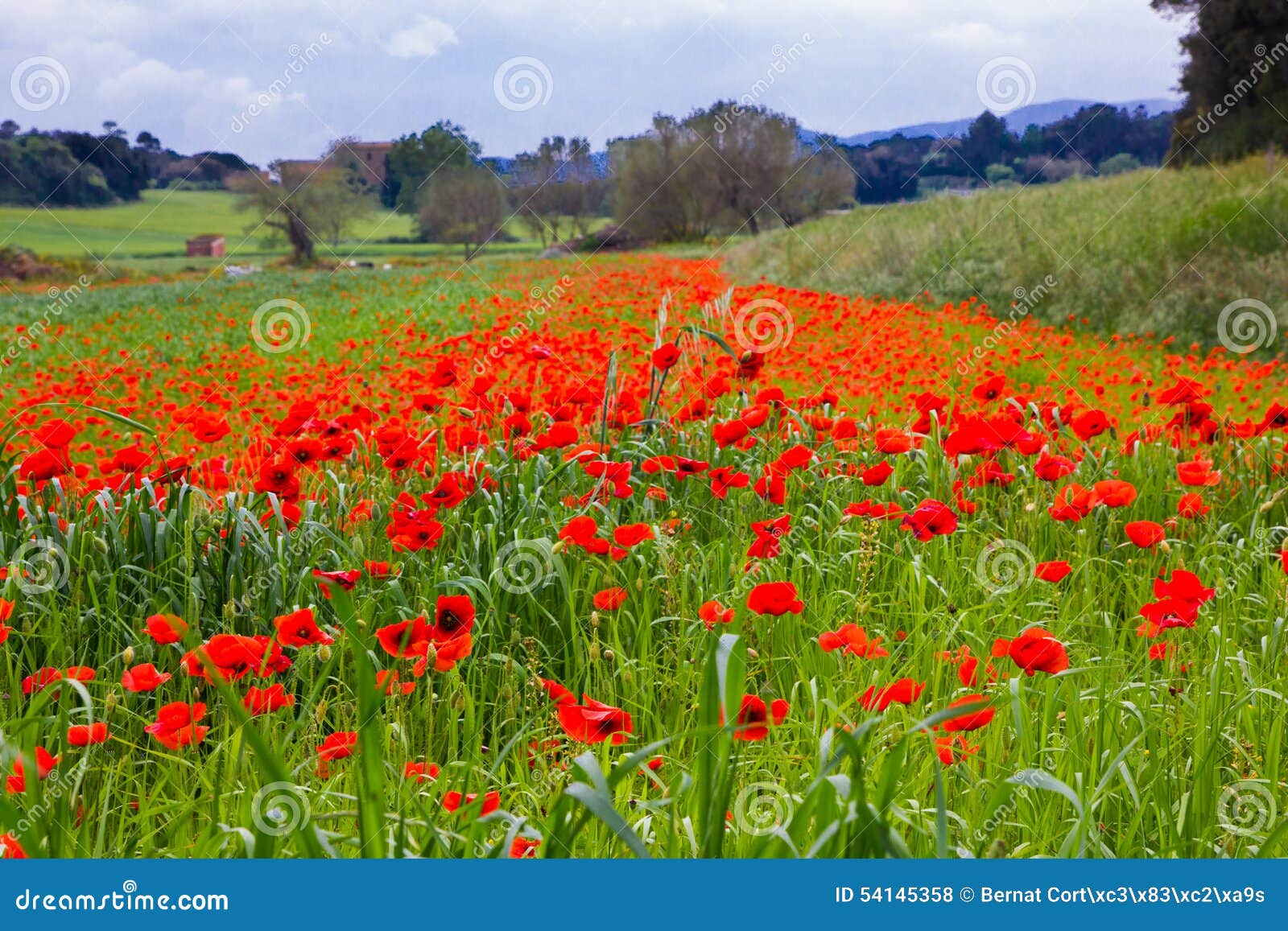 Field Of Roses In A Park With People In The Background Stock Photo ...