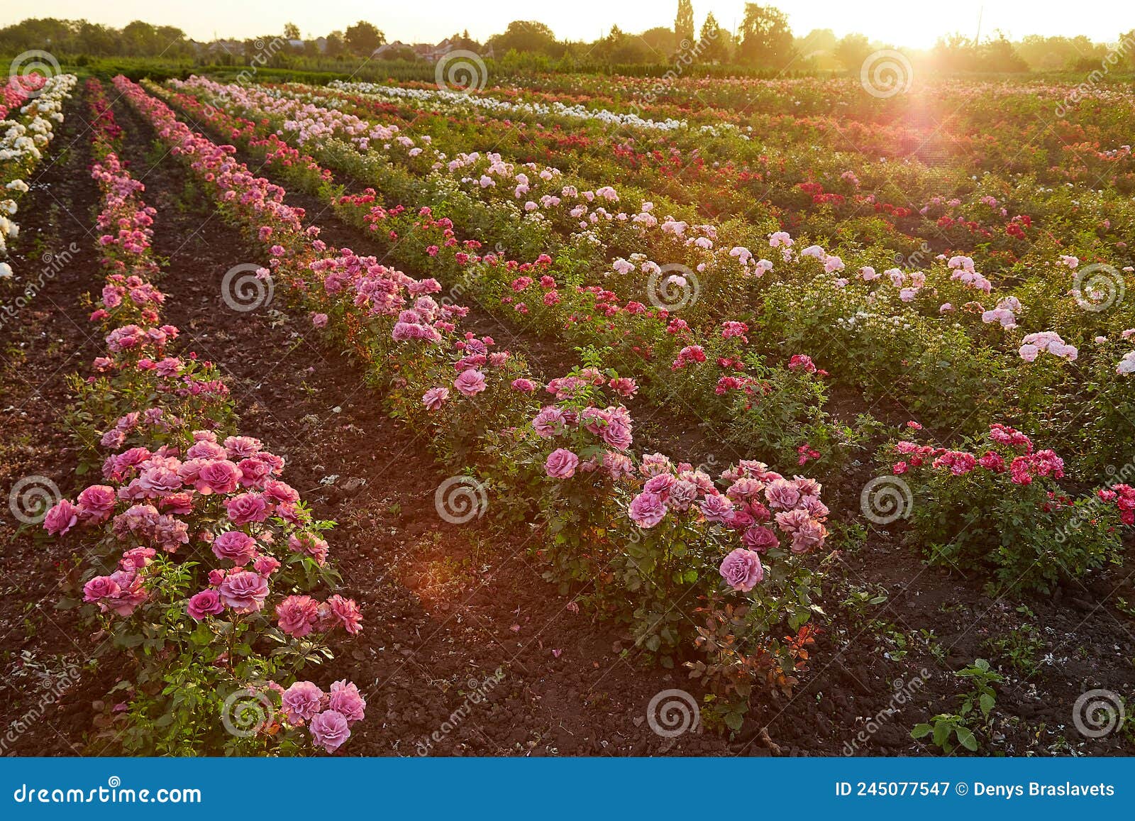 Field of Roses on a Flower Farm Stock Image - Image of beauty ...