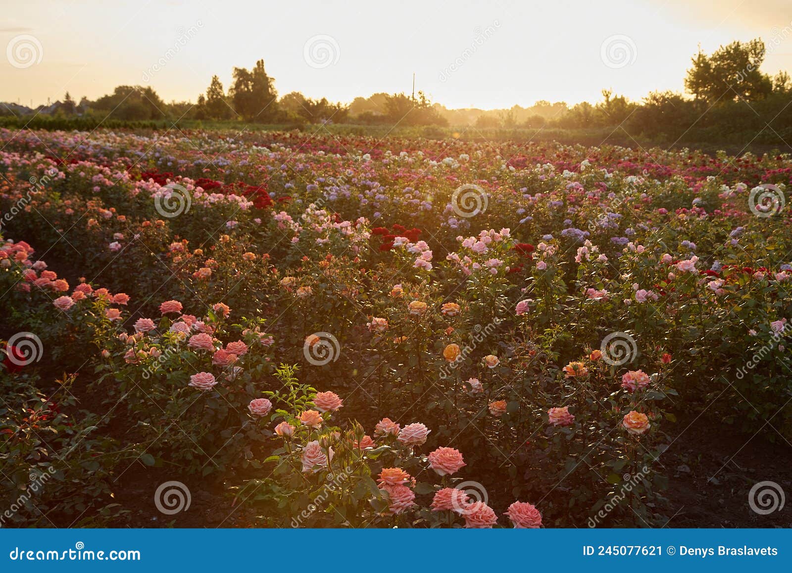 Field of Roses on a Flower Farm Stock Image - Image of rosa, blue ...