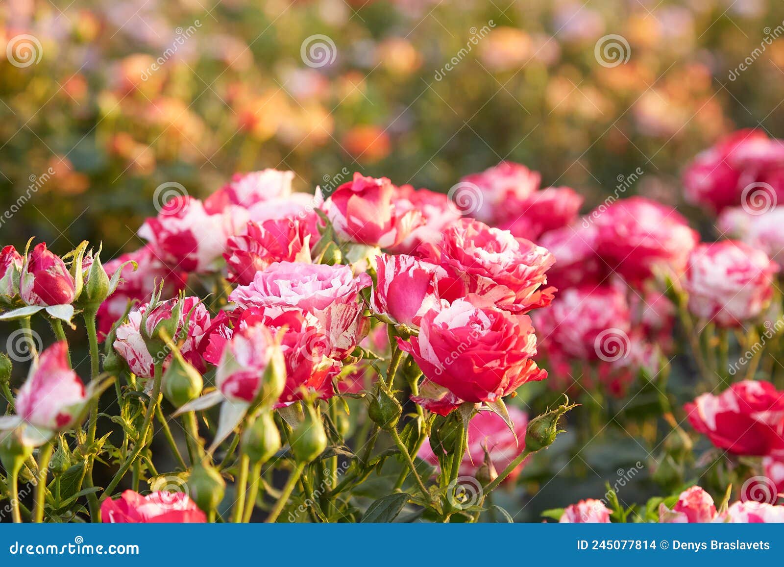 Field of Roses on a Flower Farm Stock Photo - Image of natural, green ...