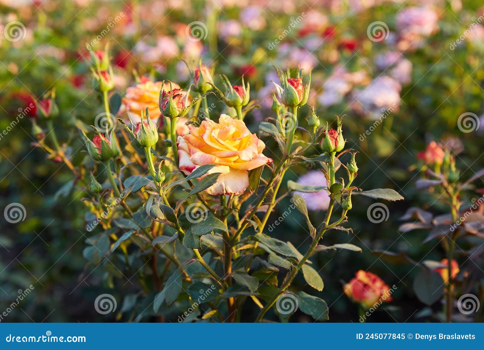 Field of Roses on a Flower Farm Stock Image - Image of ornamental ...