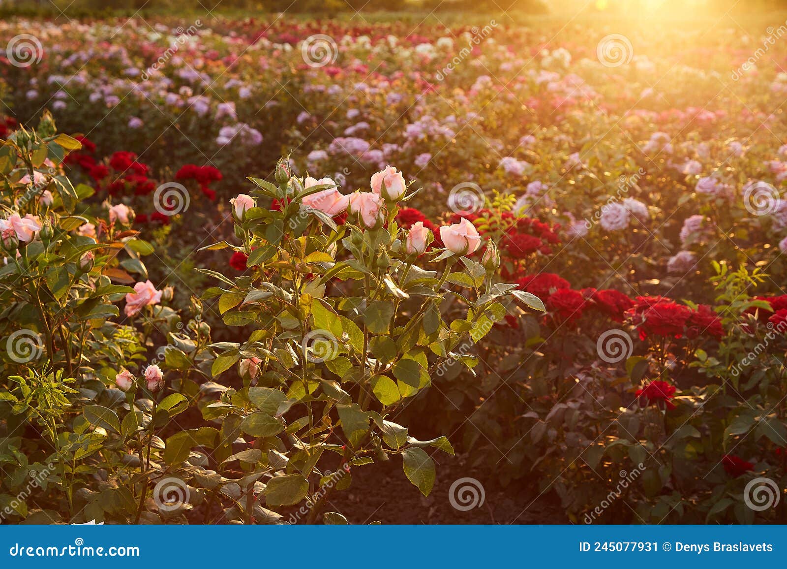 Field of Roses on a Flower Farm Stock Image - Image of field, garden ...