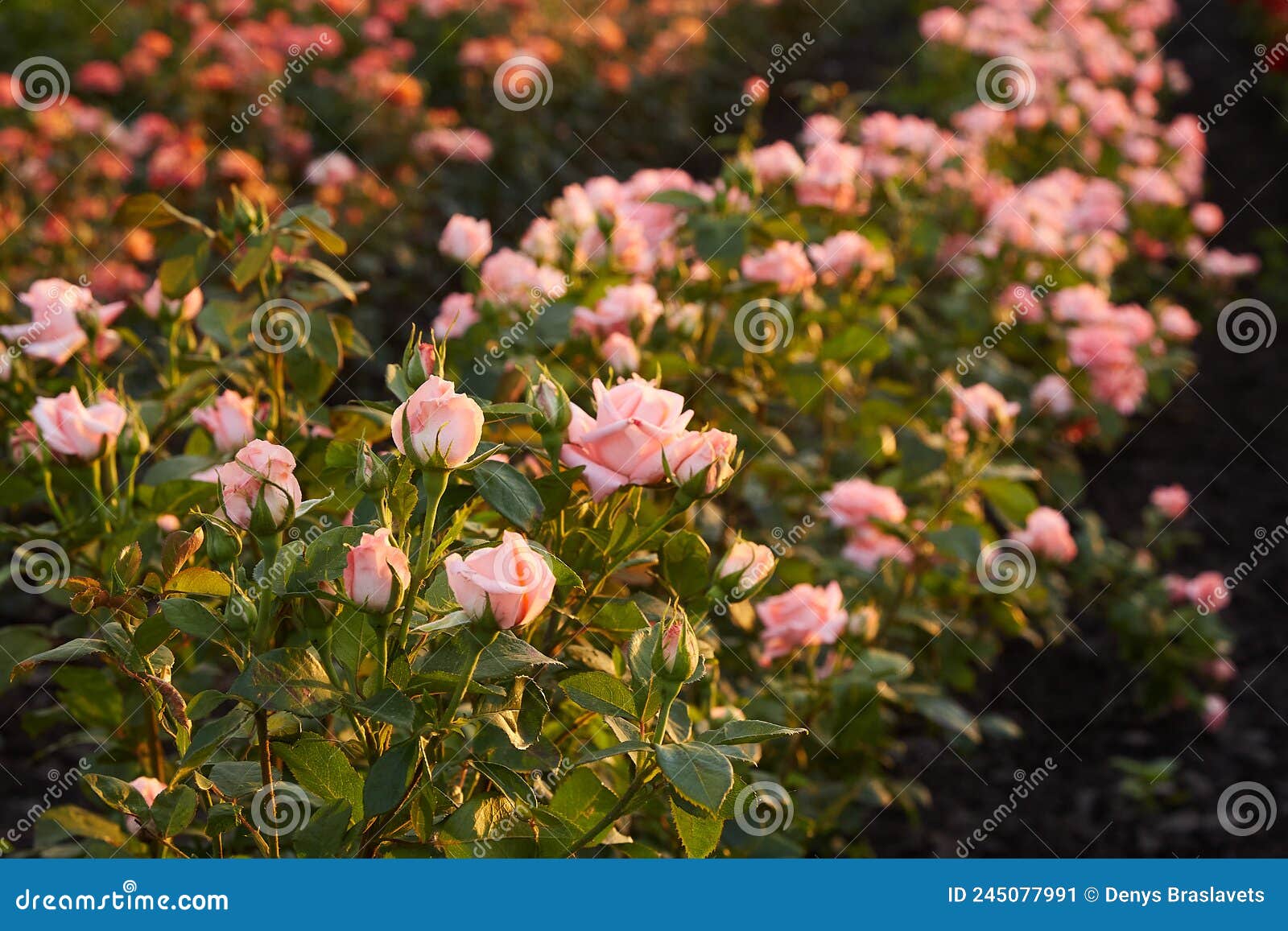 Field of Roses on a Flower Farm Stock Image - Image of summer, natural ...