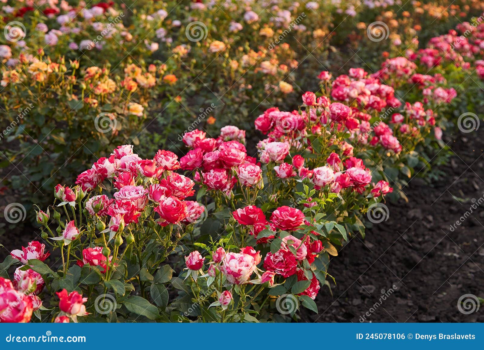 Field of Roses on a Flower Farm Stock Photo - Image of floral, hotbed ...
