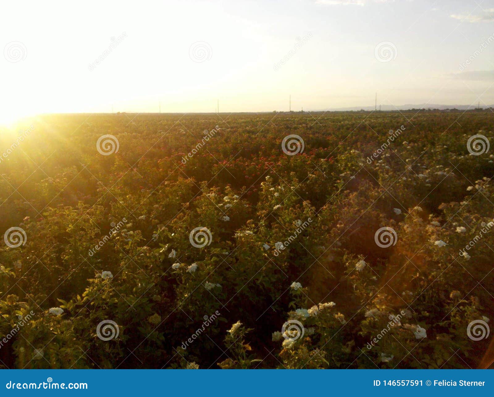Field of Roses at Sunset stock image. Image of roses - 146557591