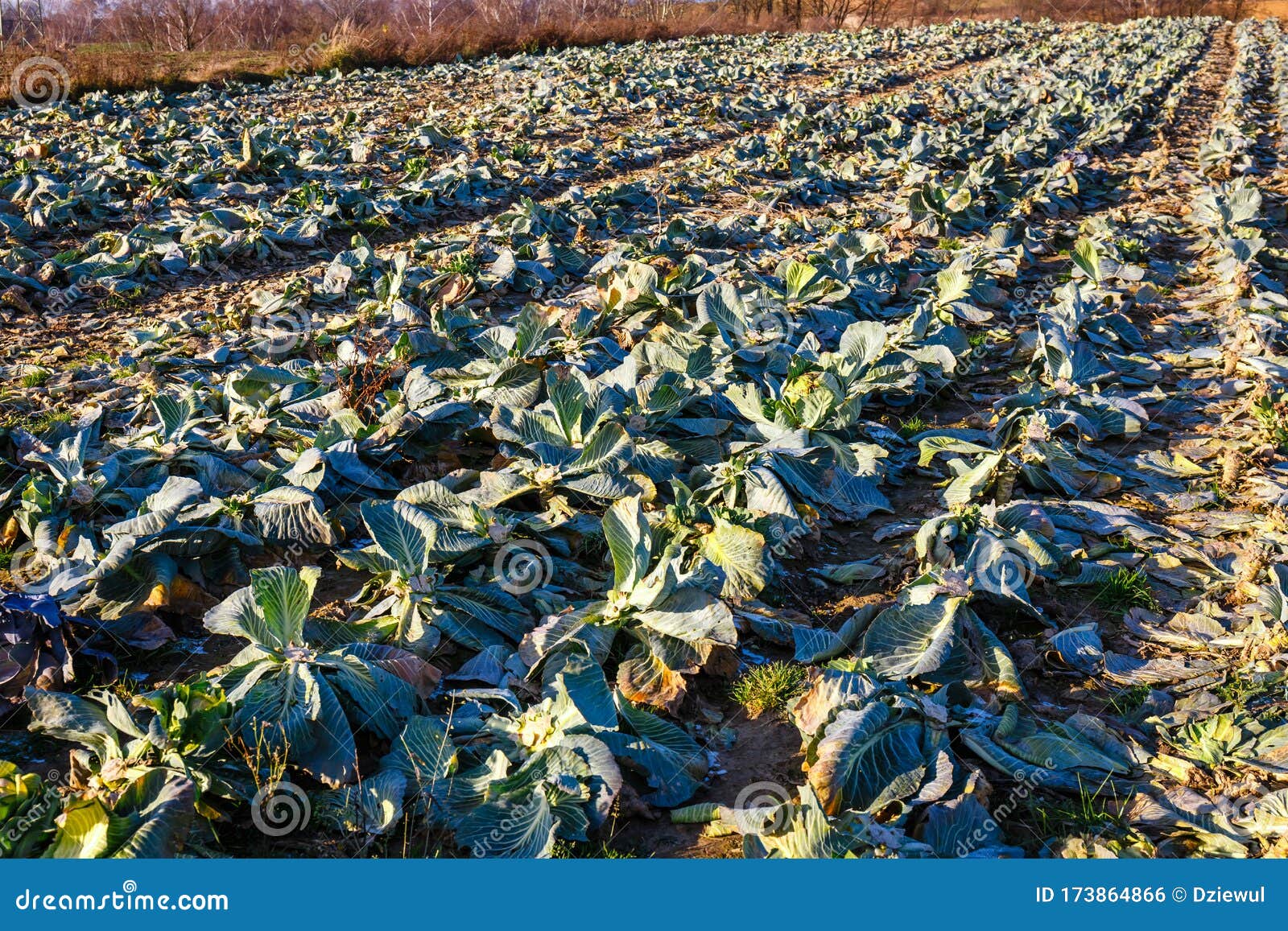 Rotten Cabbage Leaves after Harvest of Vegetable Stock Photo - Image of ...