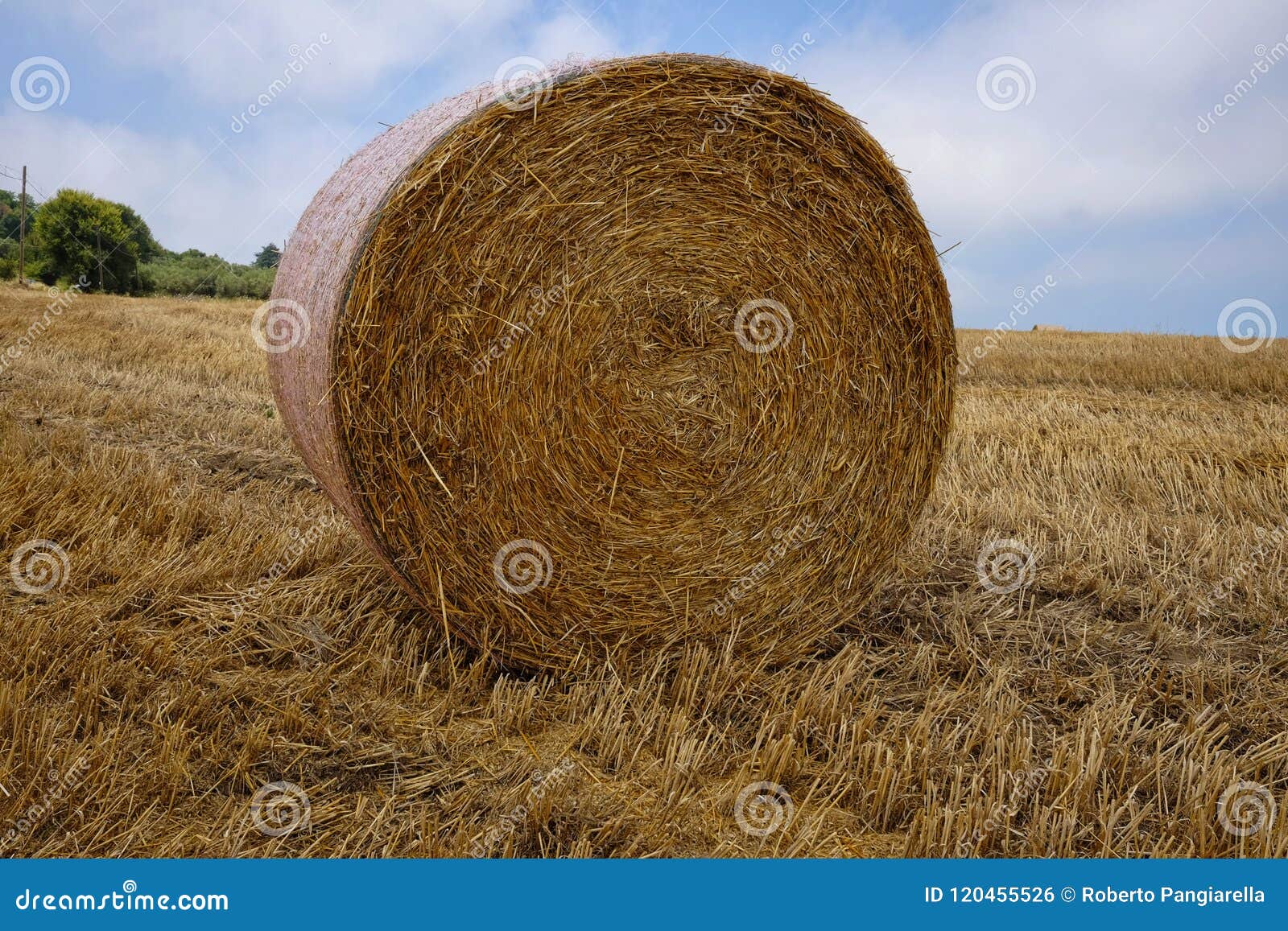 Field with round bales stock photo. Image of field, rural - 120455526