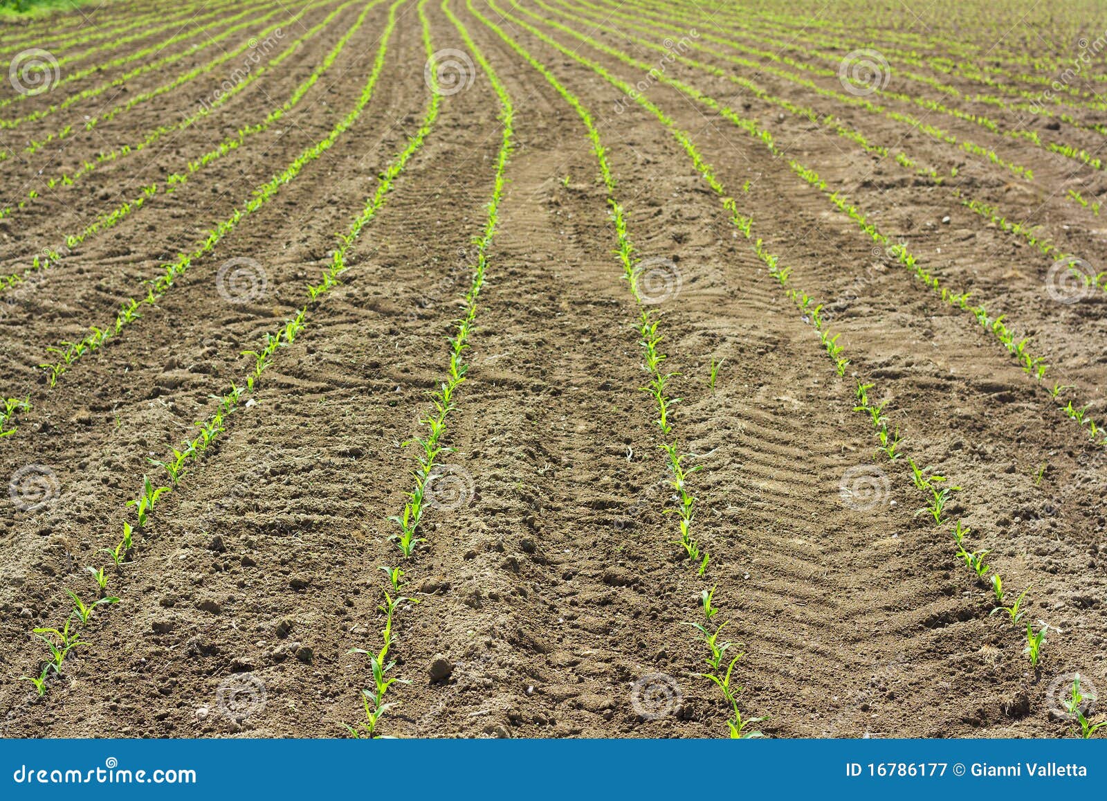 Field of Row of Green Young Corn Plant Stock Image - Image of ...