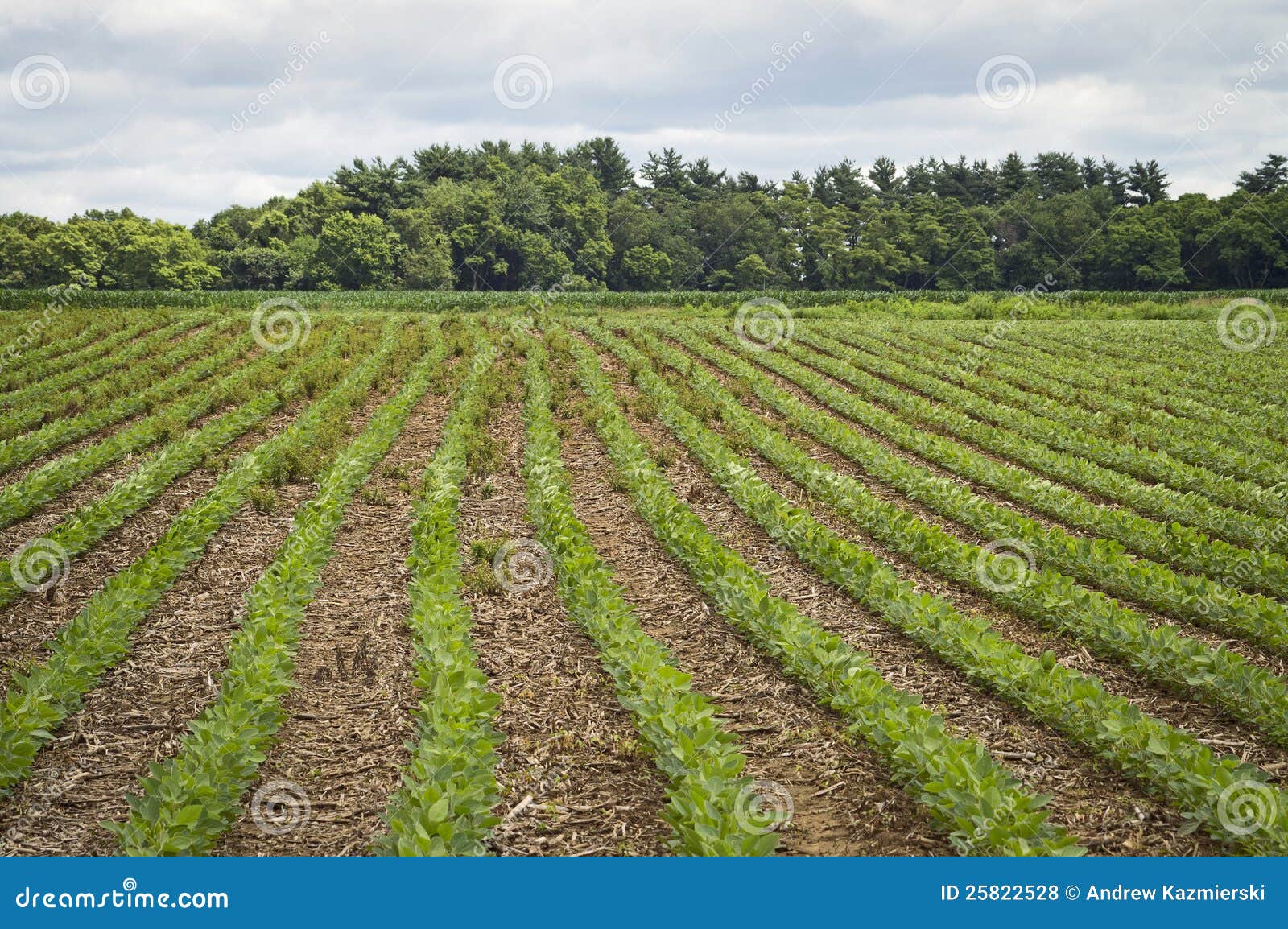 Field Rows stock photo. Image of rows, rural, landscape - 25822528