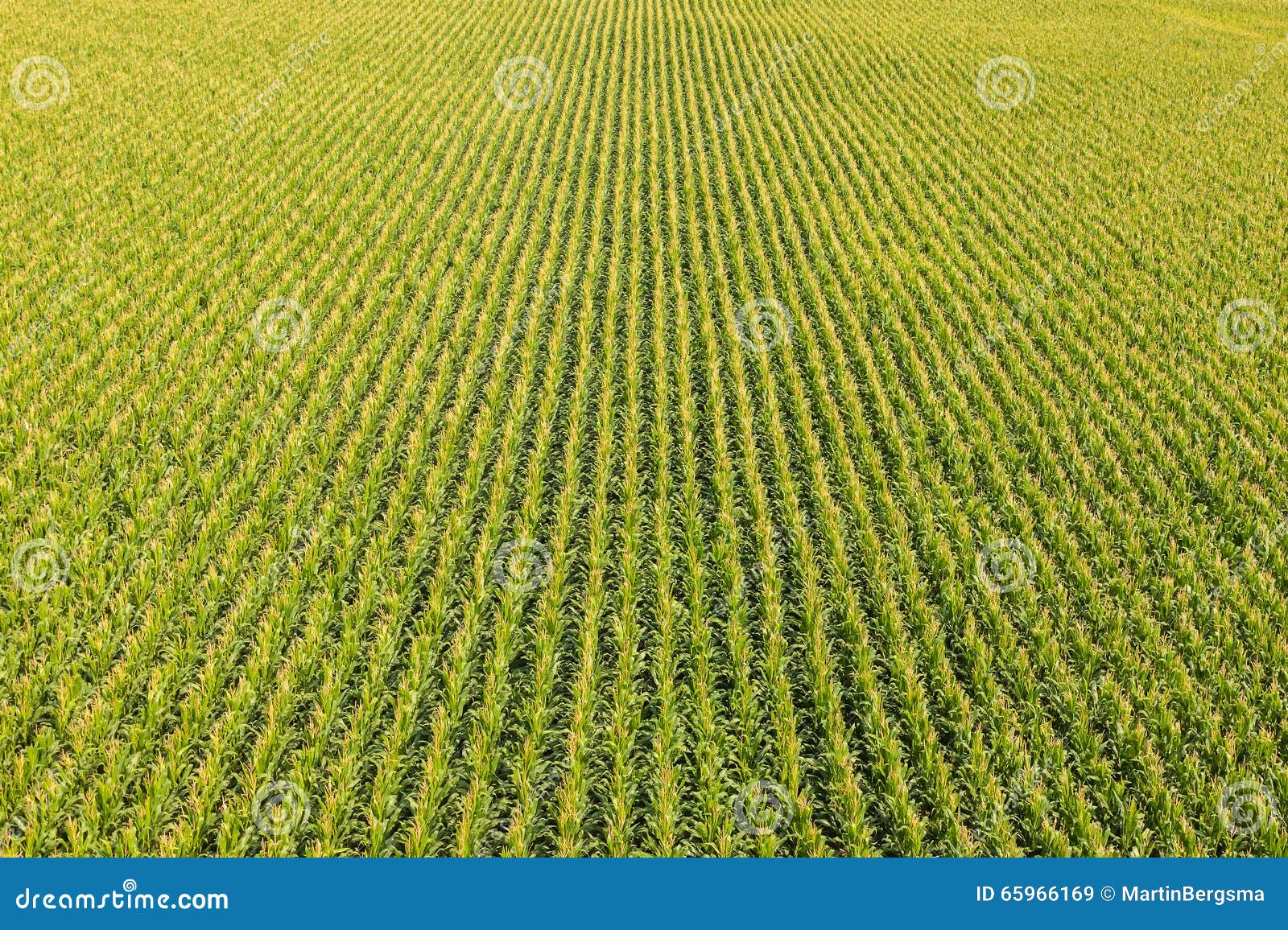 Field with Rows of Corn Plants Stock Image - Image of landscape ...