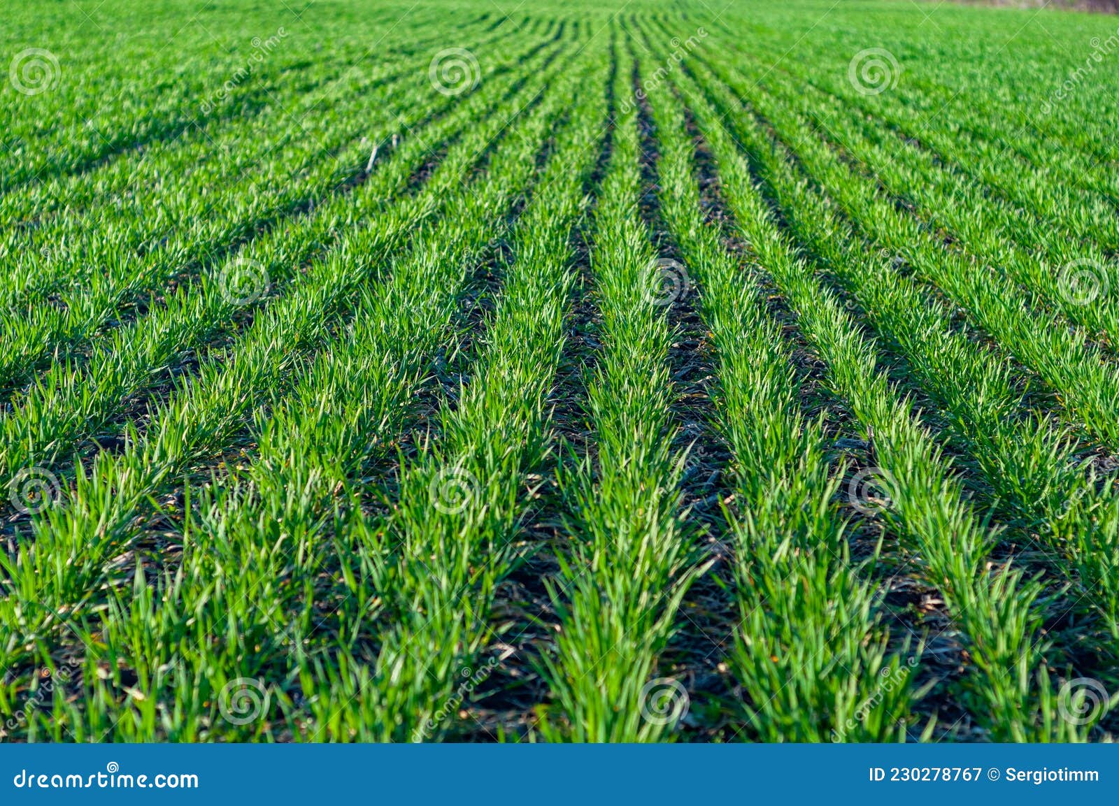 Field with Rows Green Wheat Close-up, Future Wheat Harvest Stock Image ...