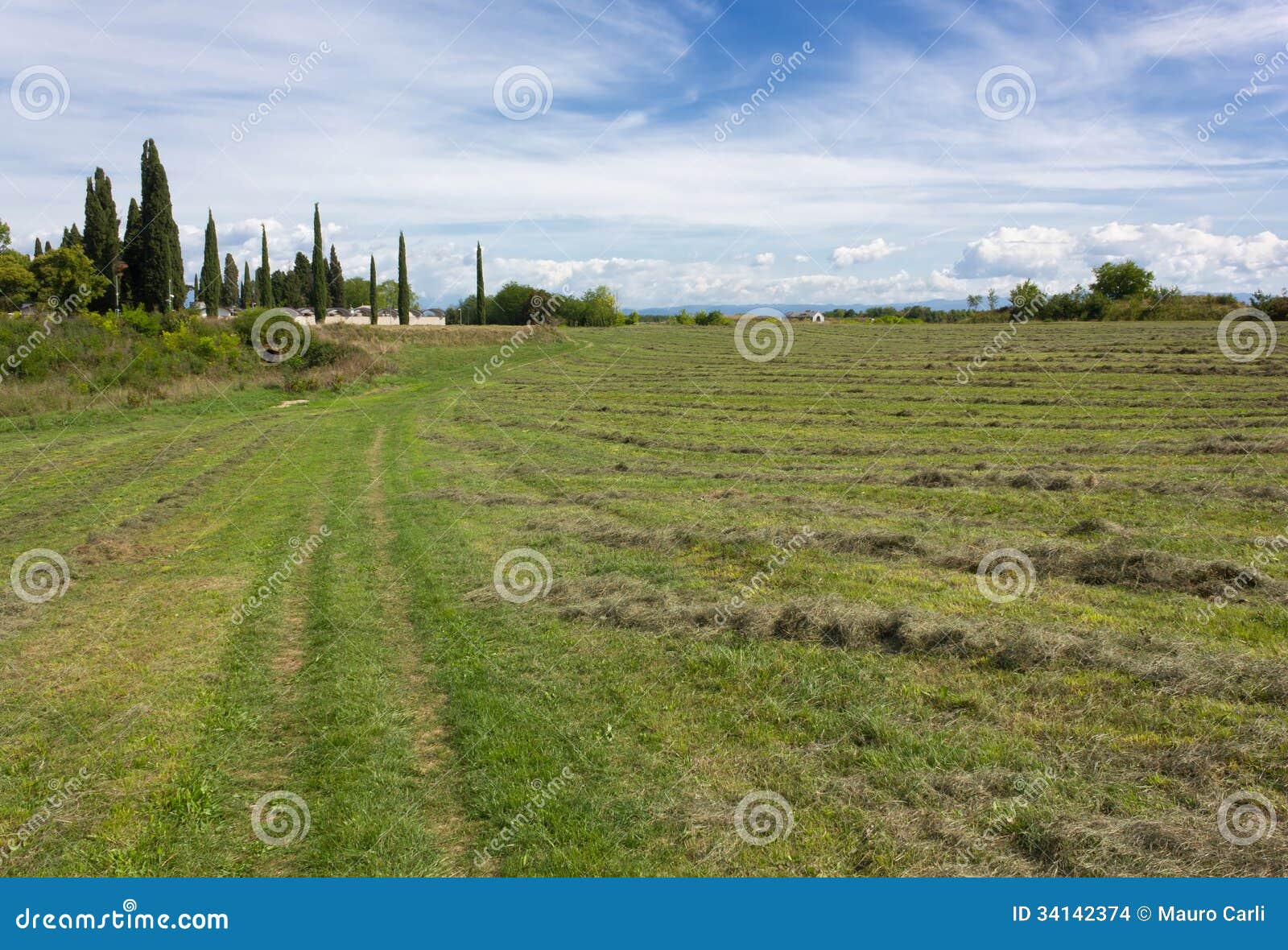 Field with Rows of Mowed Grass Stock Photo - Image of field, bush: 34142374
