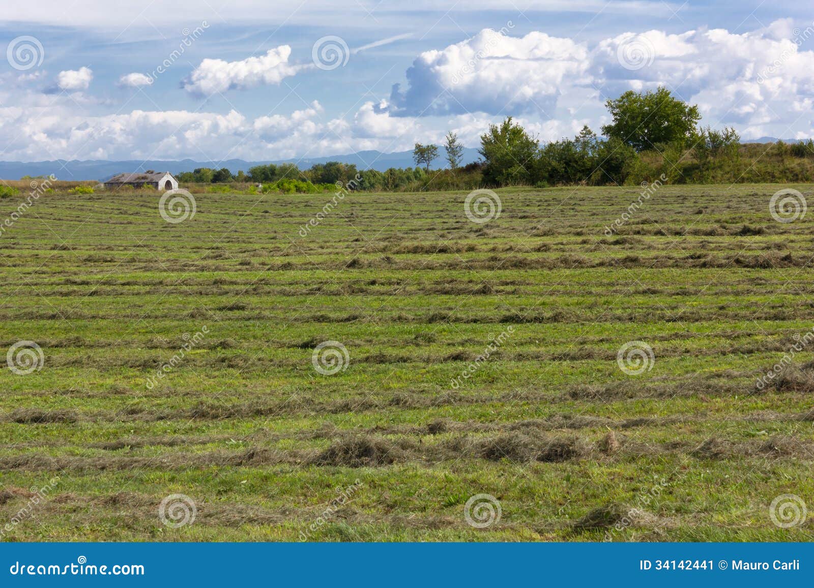 Field with Rows of Mowed Grass Stock Image - Image of agriculture ...