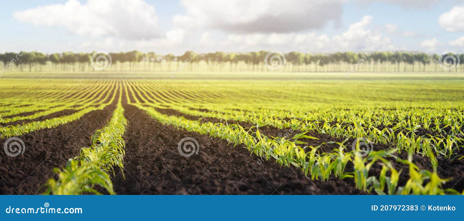 Field with Rows of Young Corn Stock Image - Image of planted, agronomic ...