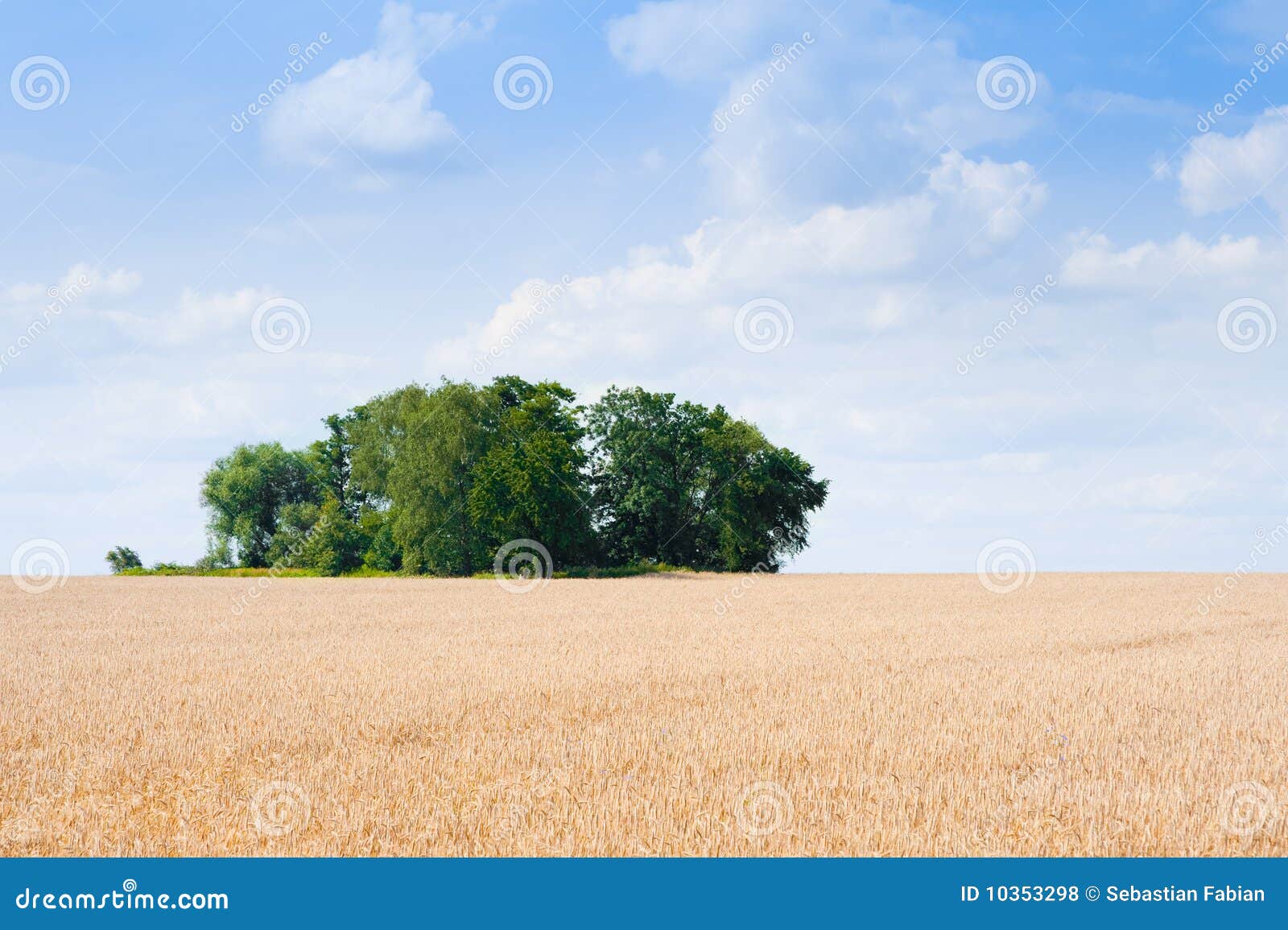 Field of rye stock photo. Image of gold, green, trees - 10353298