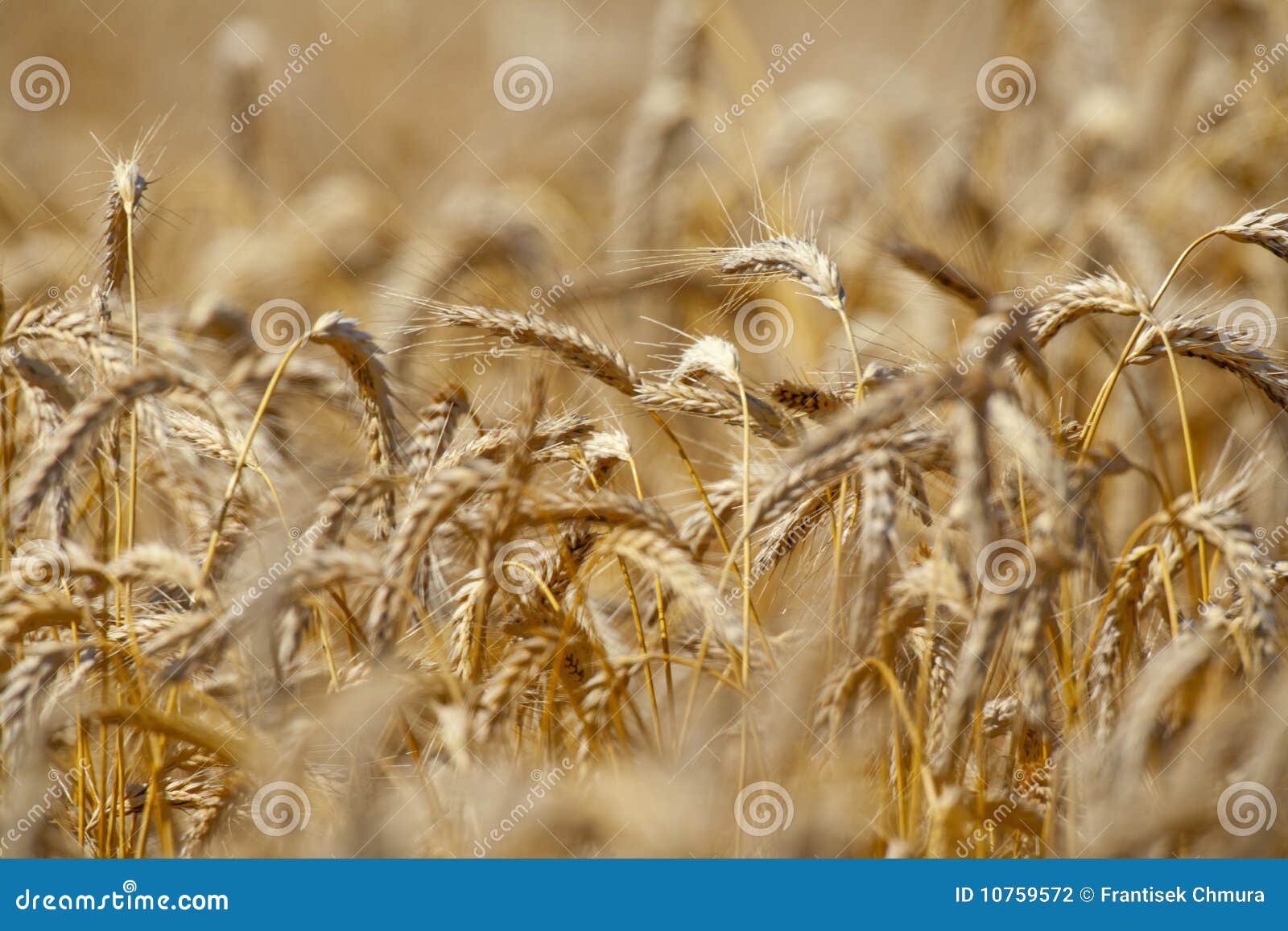 Field of rye stock photo. Image of plant, corn, farmland - 10759572
