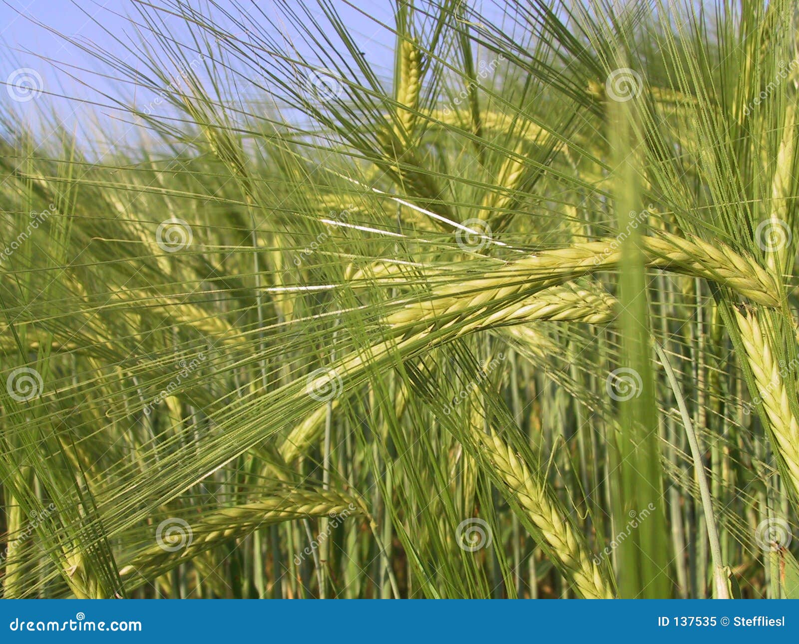 Field of Rye stock image. Image of season, bread, reaping - 137535