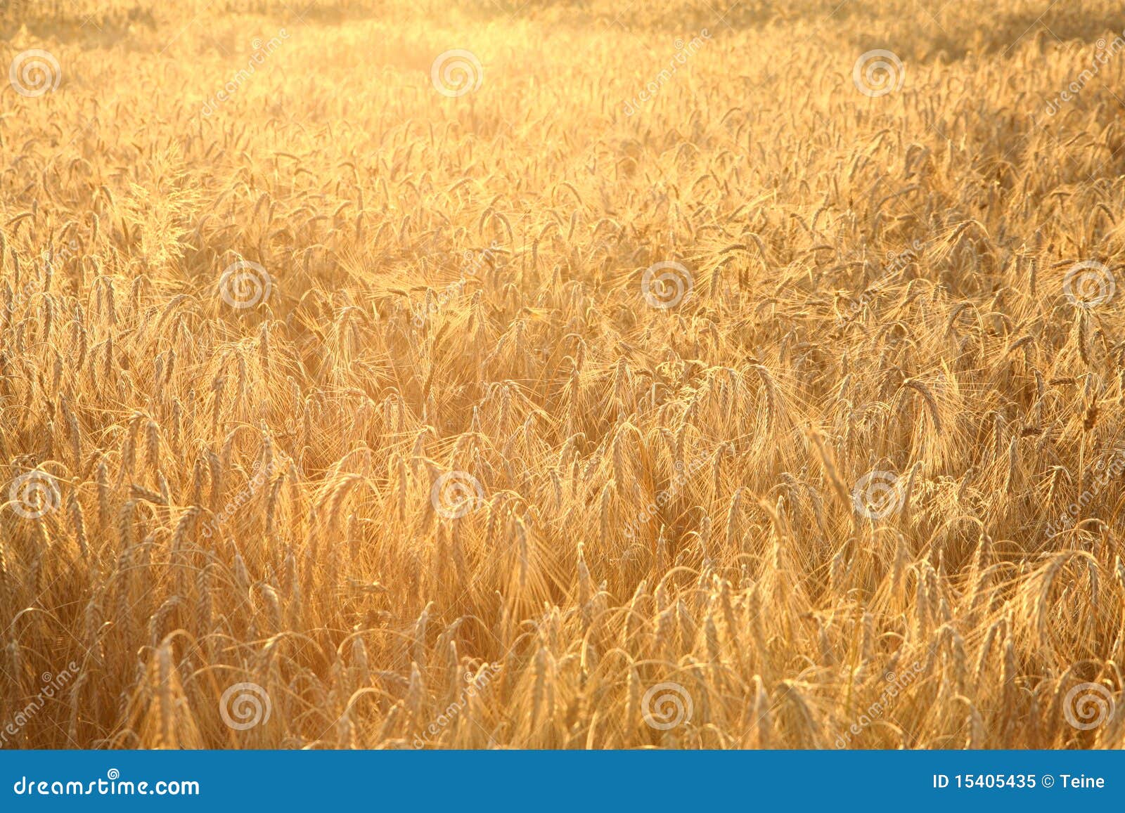 Field of rye stock image. Image of close, plant, bread - 15405435