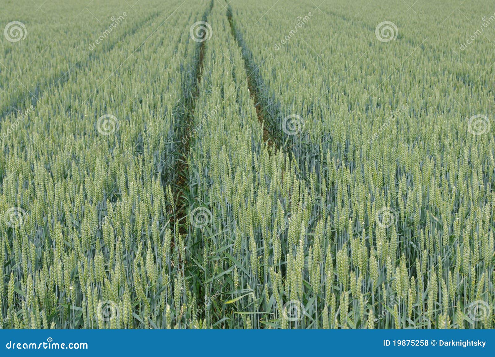 Field of Rye stock photo. Image of health, barley, nature - 19875258
