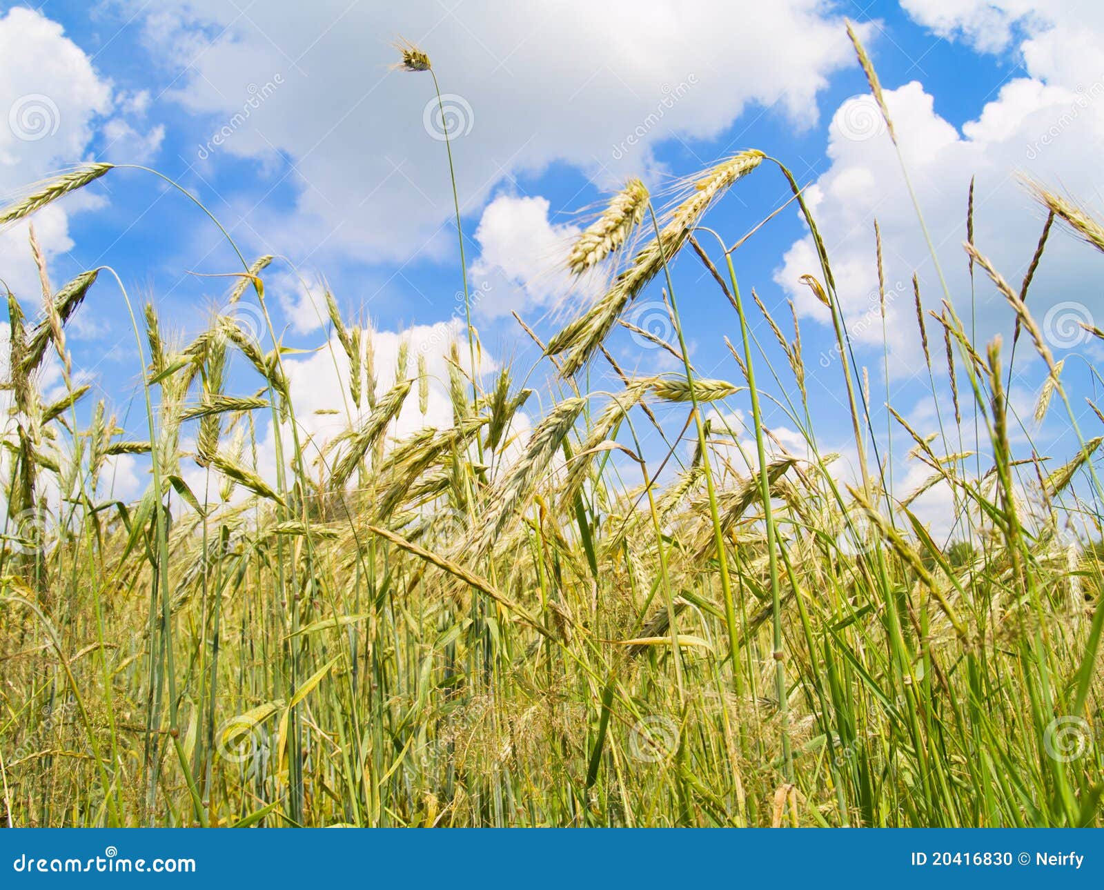 Field of rye stock photo. Image of agriculture, cereal - 20416830