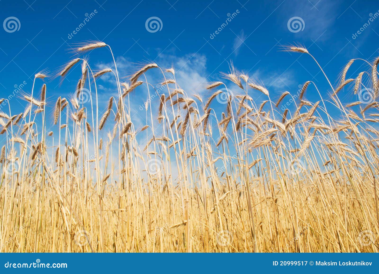 Field of rye stock image. Image of growth, blue, close - 20999517