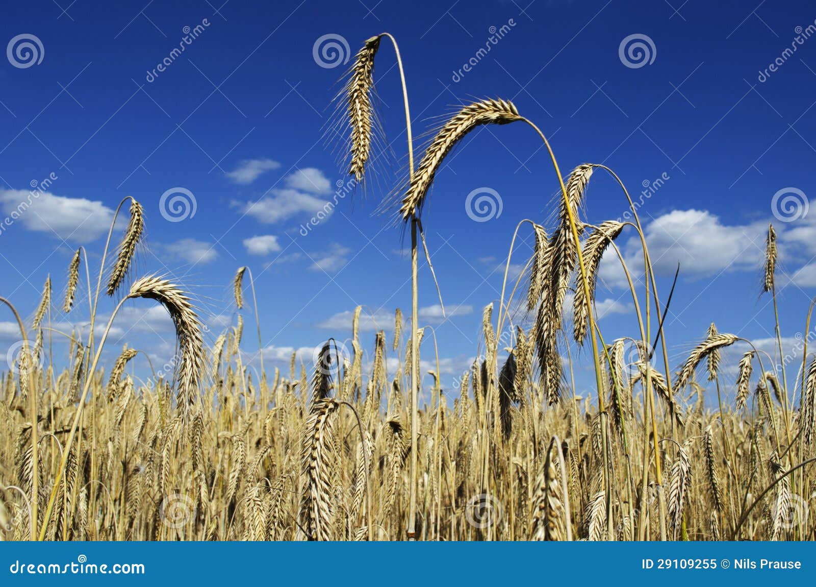 Field of rye stock image. Image of summer, blue, scene - 29109255