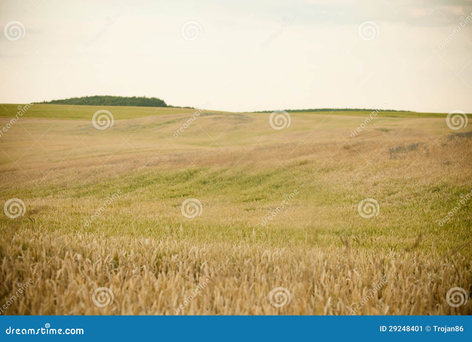 Field of rye stock image. Image of ripe, plant, food - 29248401