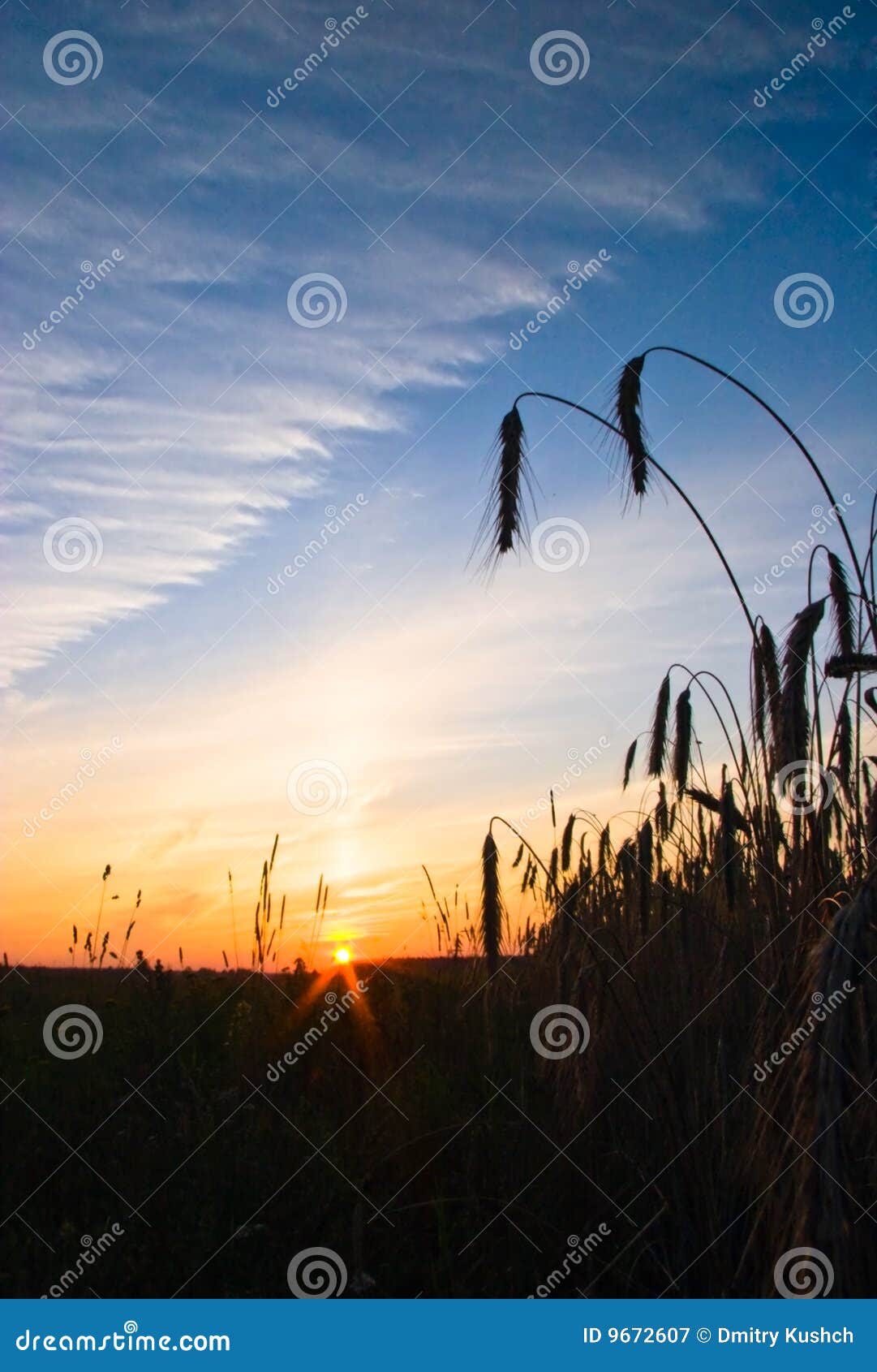 The field of rye stock image. Image of blue, color, green - 9672607