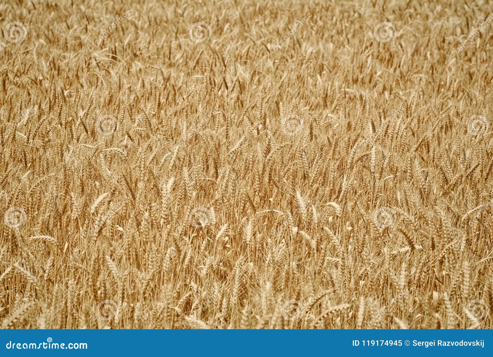 Field of Rye stock image. Image of cover, ecology, area - 119174945