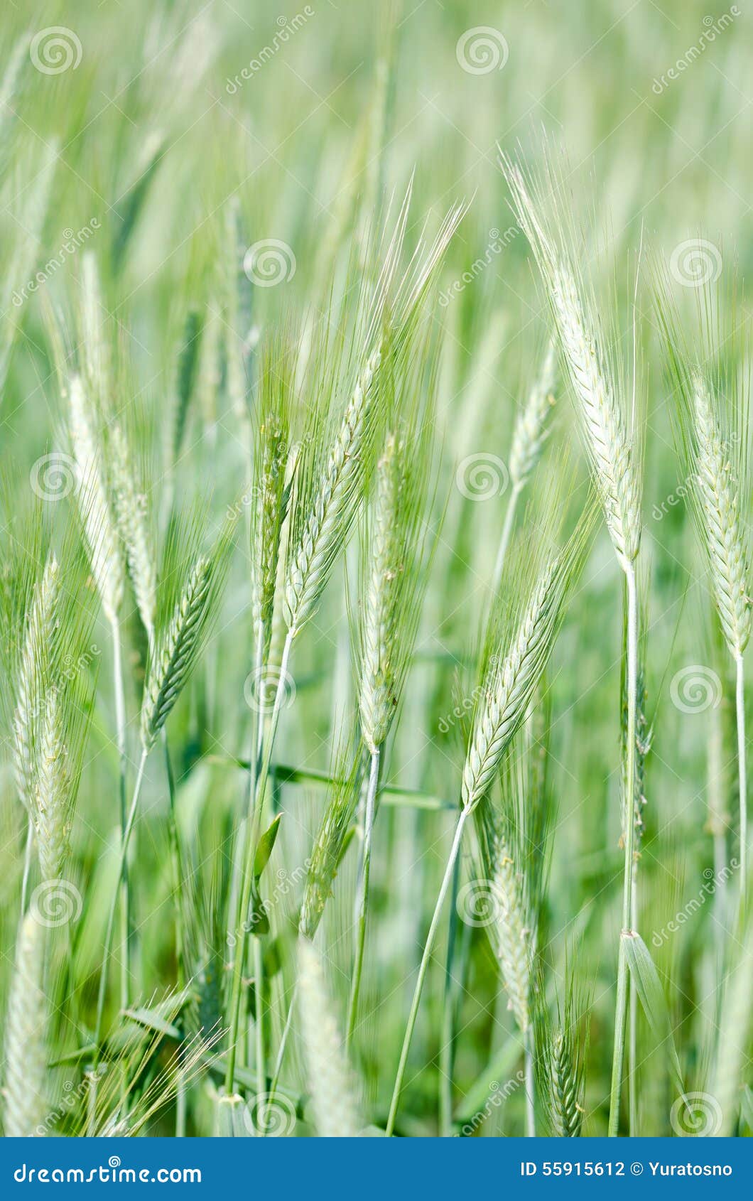 Field of rye stock photo. Image of gold, agricultural - 55915612