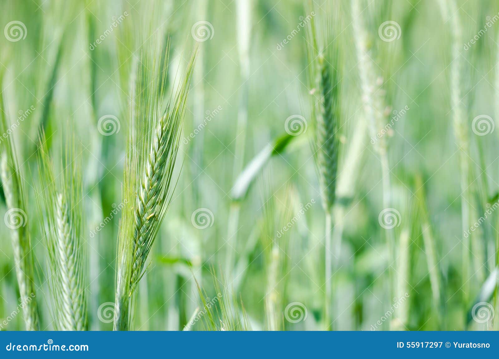 Field of rye stock image. Image of food, corn, environment - 55917297