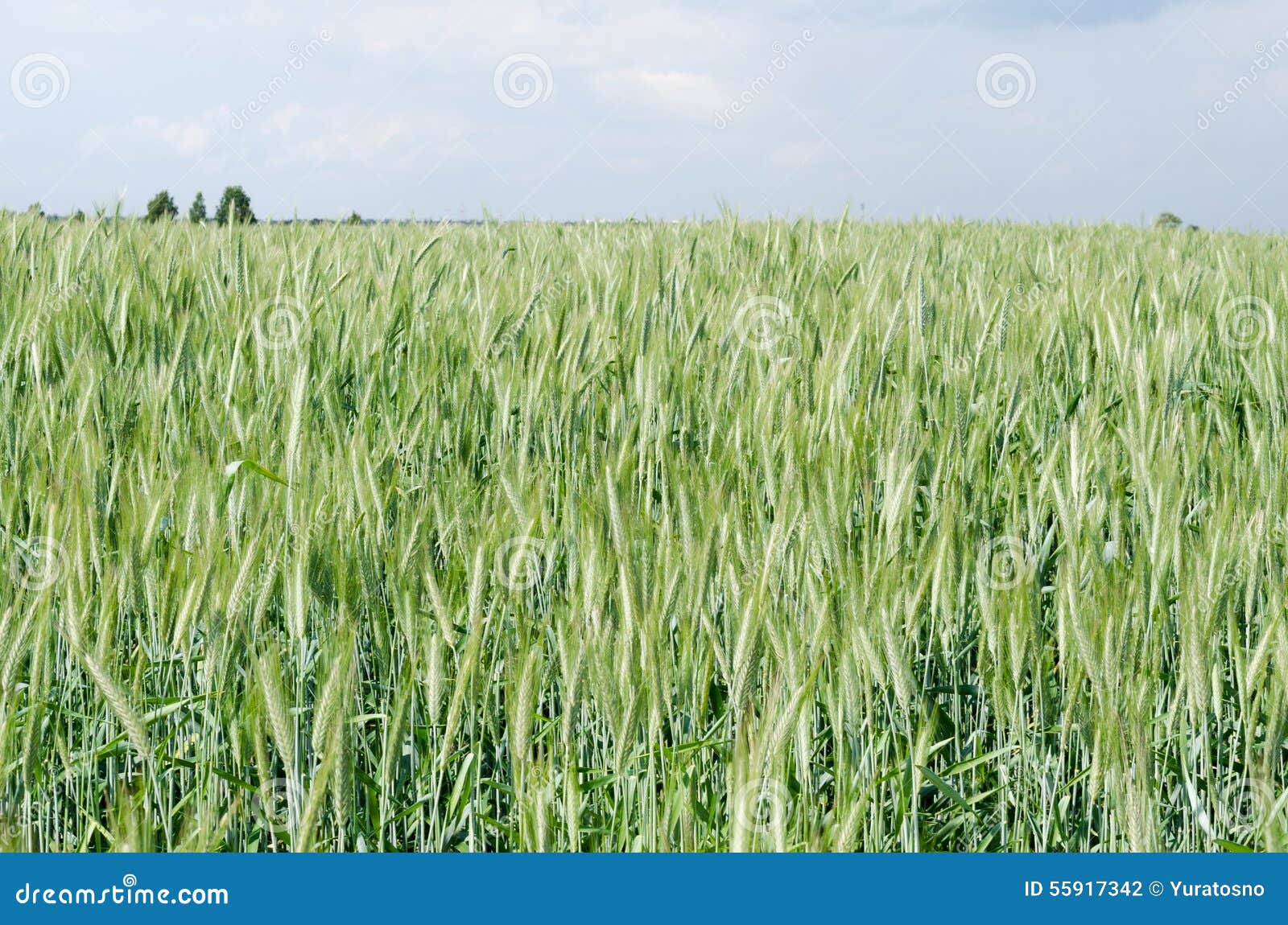 Field of rye stock photo. Image of farming, farm, farmland - 55917342