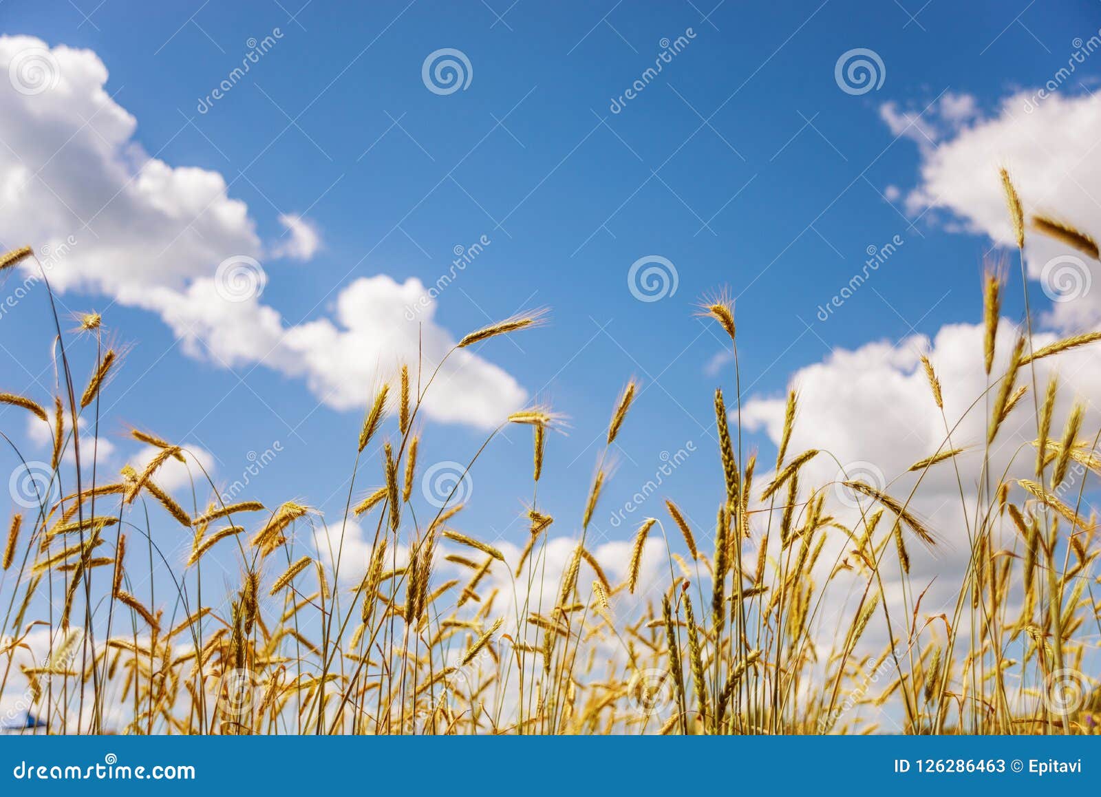 Field of rye and blue sky stock image. Image of backgrounds - 126286463