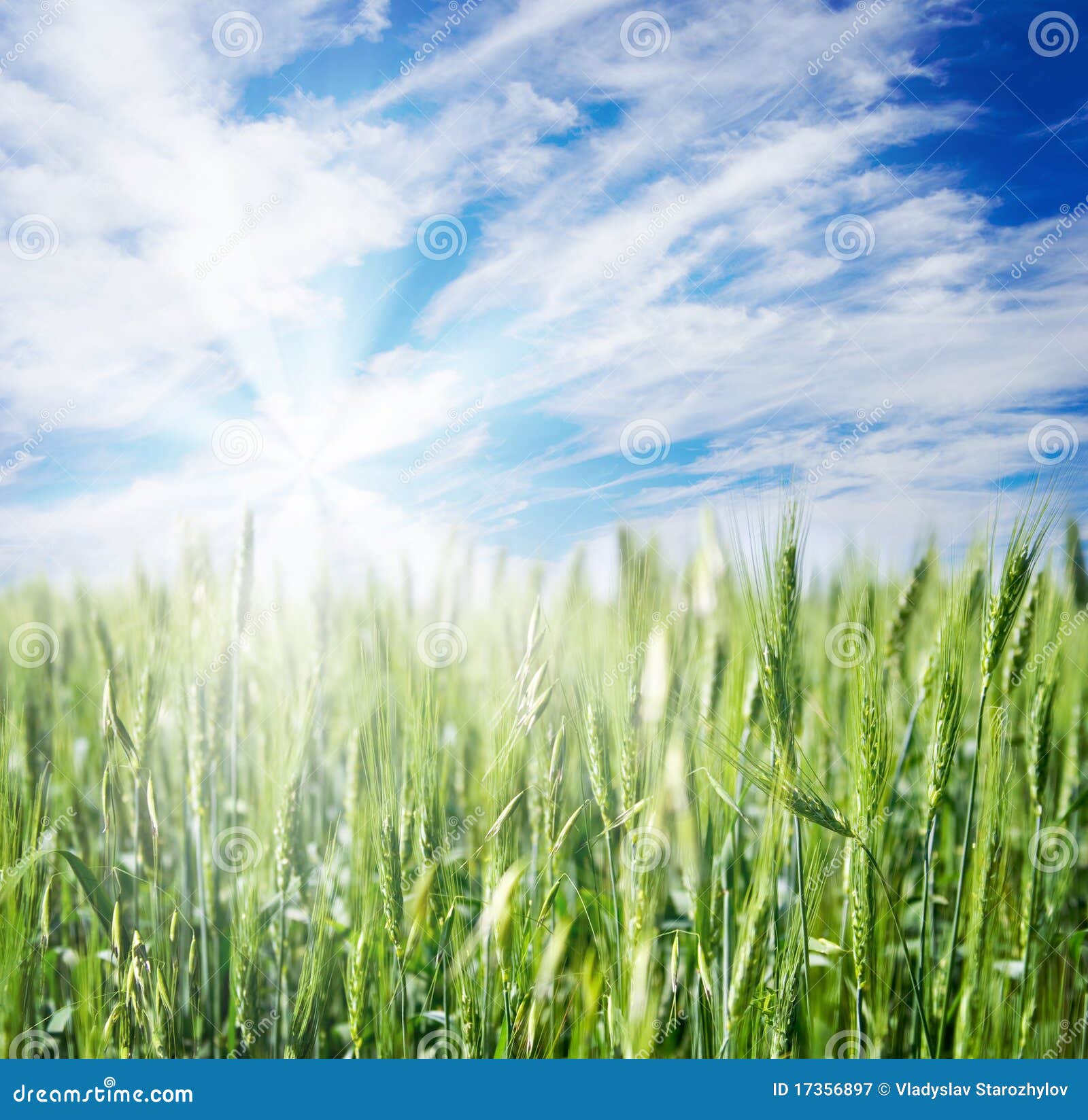 Field of Rye and Cloudy Sky Stock Image - Image of nature, clear: 17356897