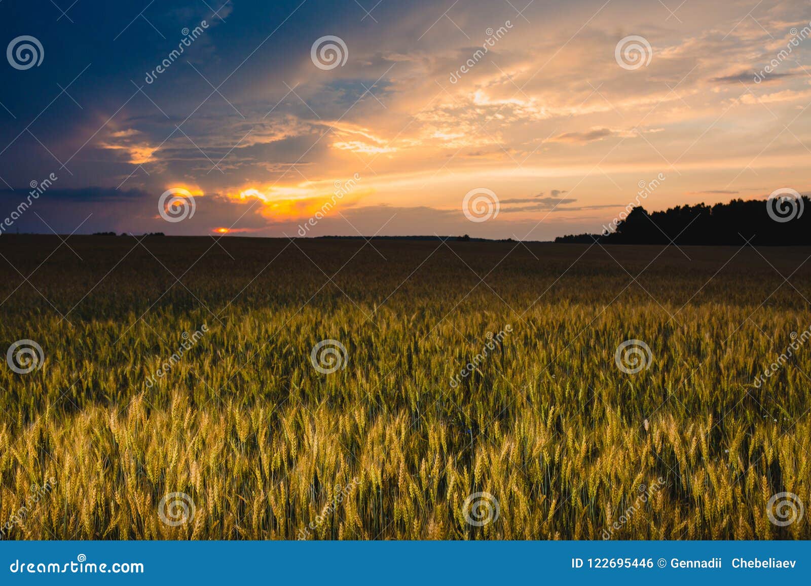 Field of Rye and Cloudy Sky at Sunset Stock Photo - Image of orange ...