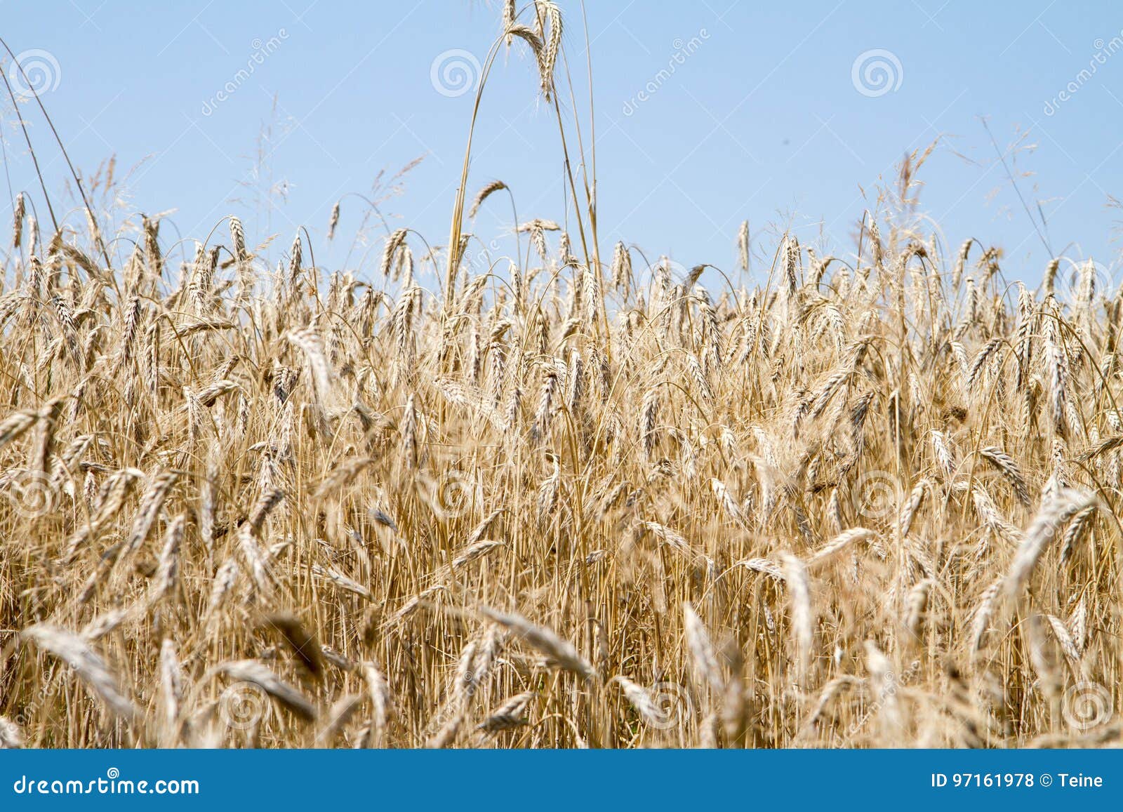 Field of Rye stock photo. Image of feed, harvest, field - 97161978