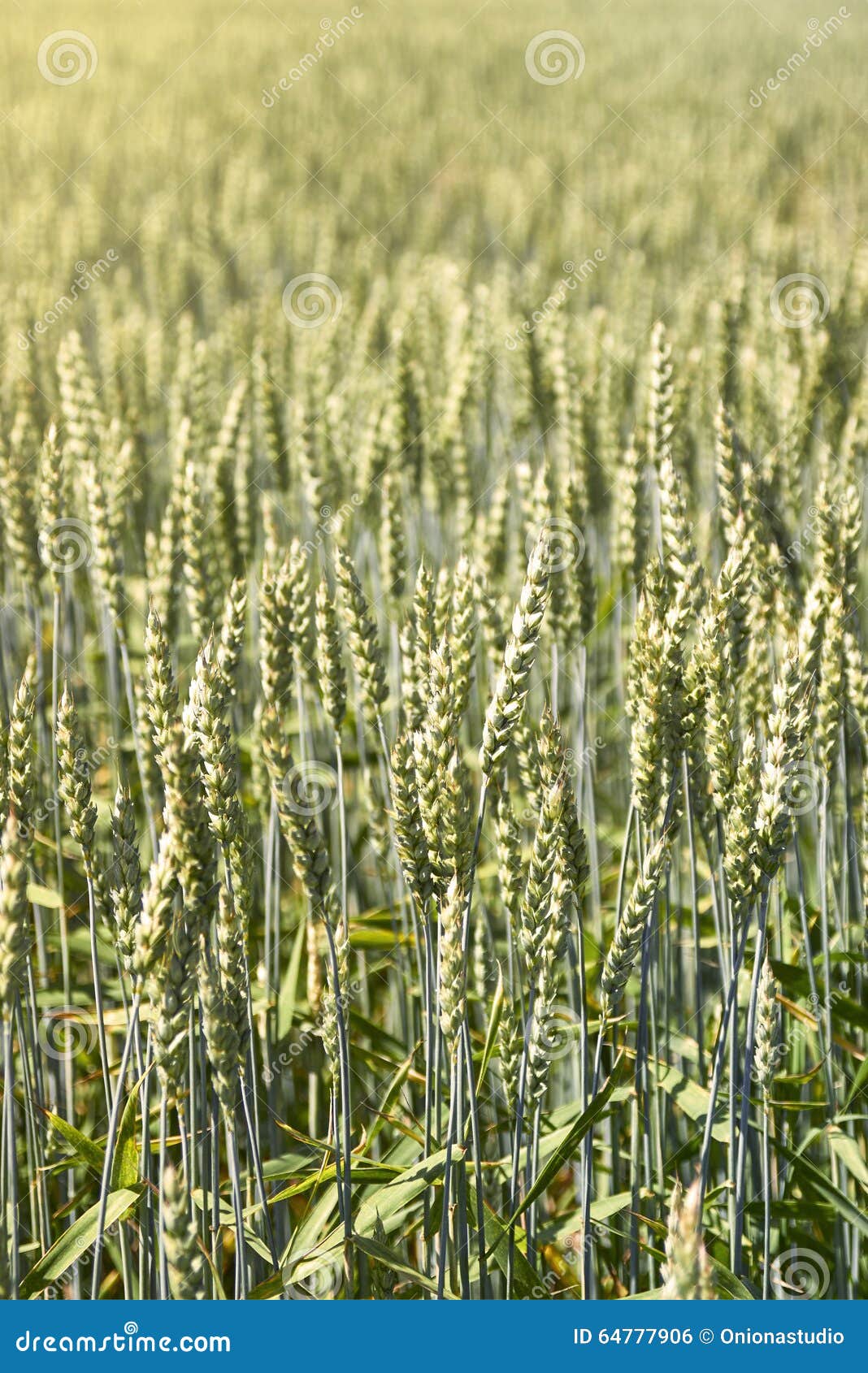 Field of rye stock photo. Image of harvest, scene, head - 64777906