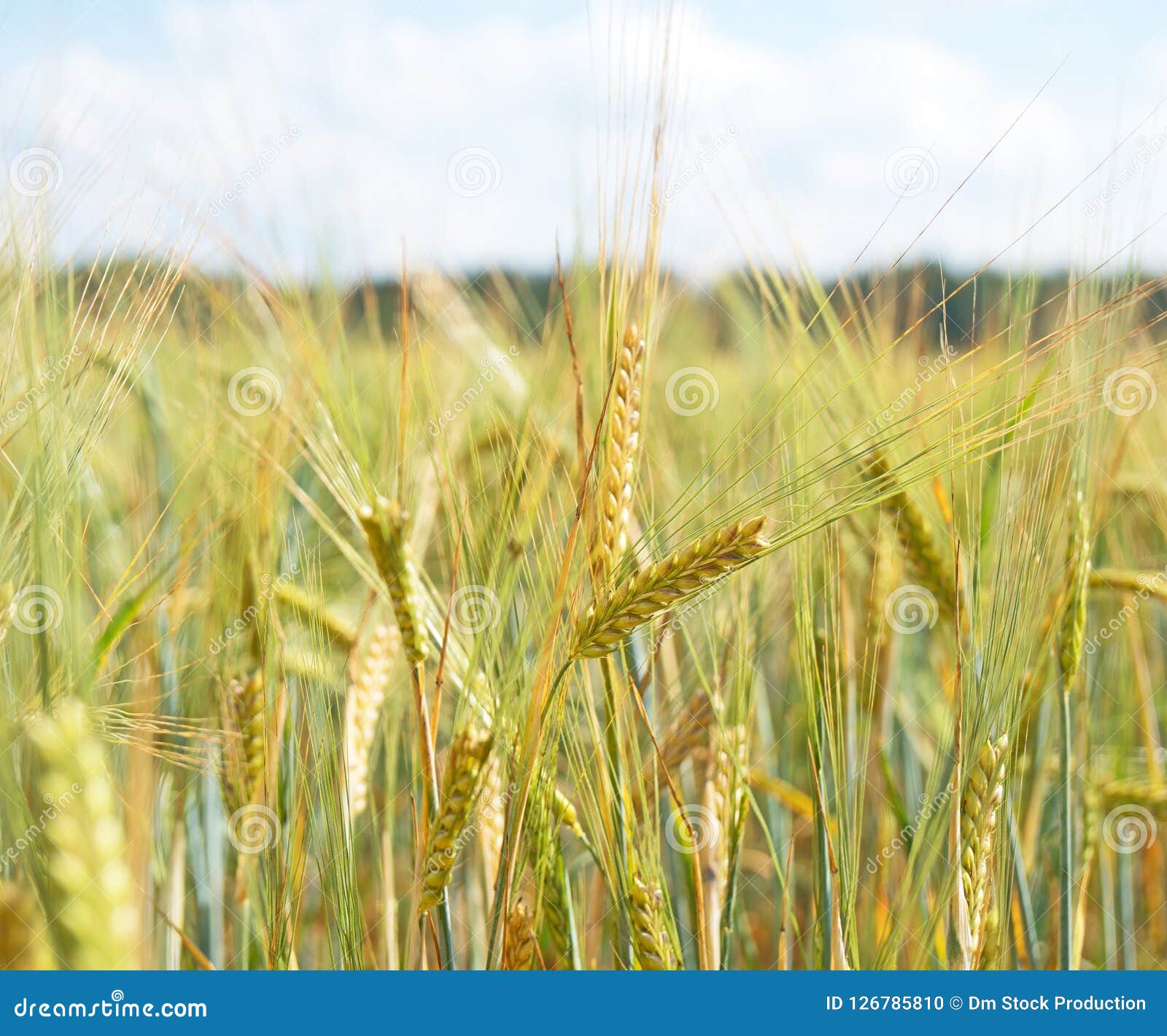 The field of rye. stock photo. Image of production, rural - 126785810