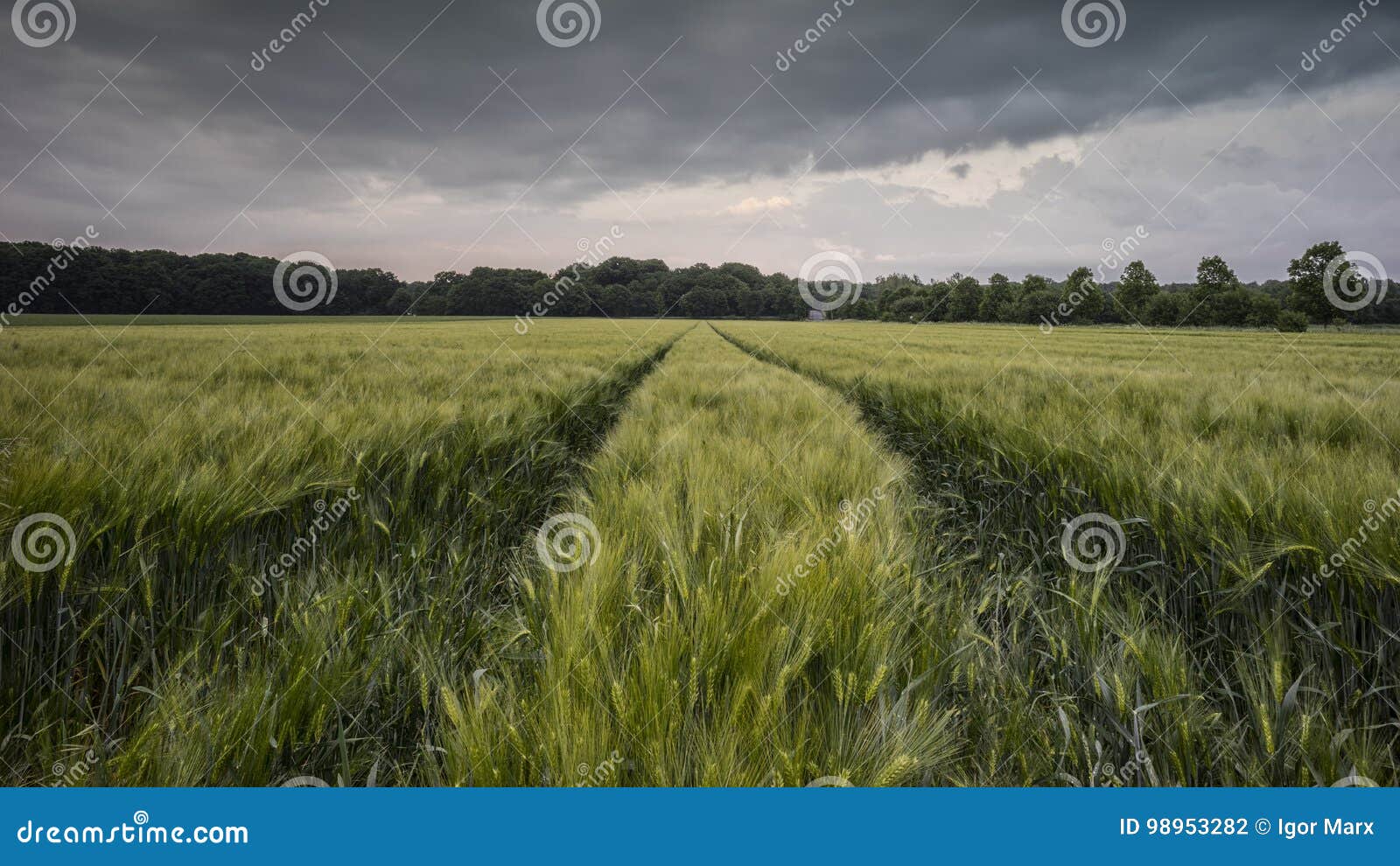 Field of Rye stock photo. Image of saxony, grass, cereal - 98953282