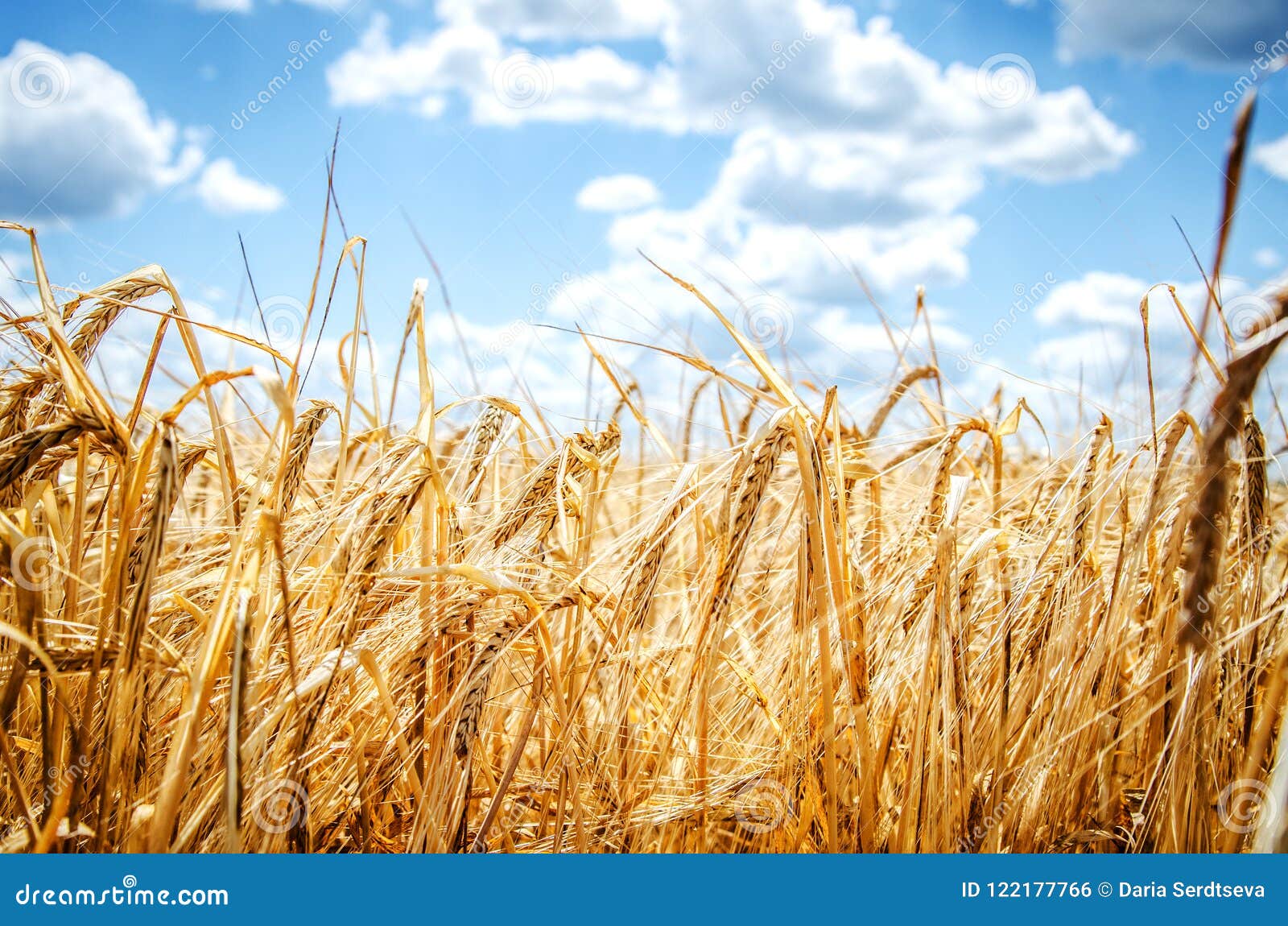 A Field of Rye Under the Blue Sky. Stock Photo - Image of organic ...