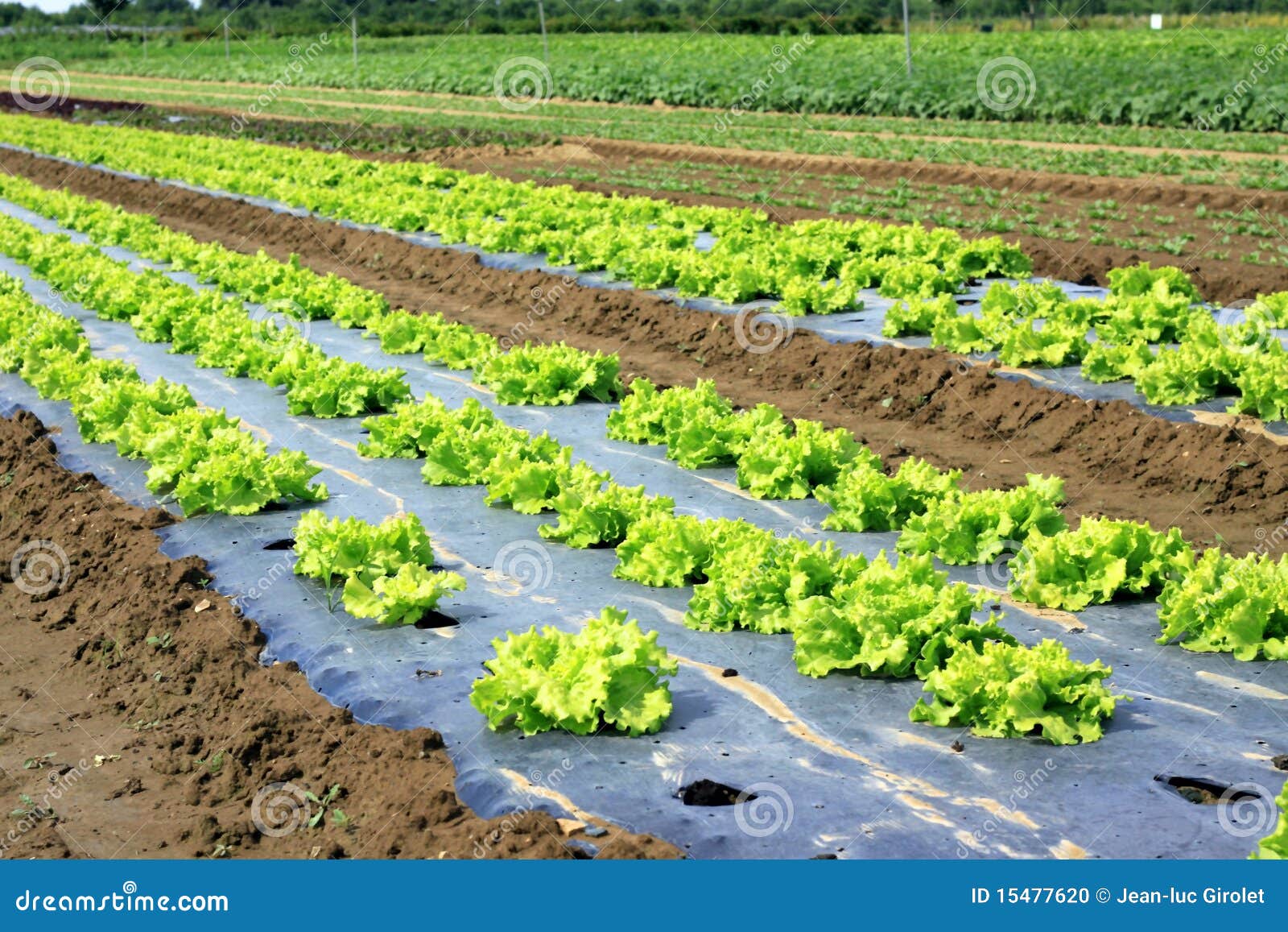 Field of salads stock photo. Image of colza, farming - 15477620