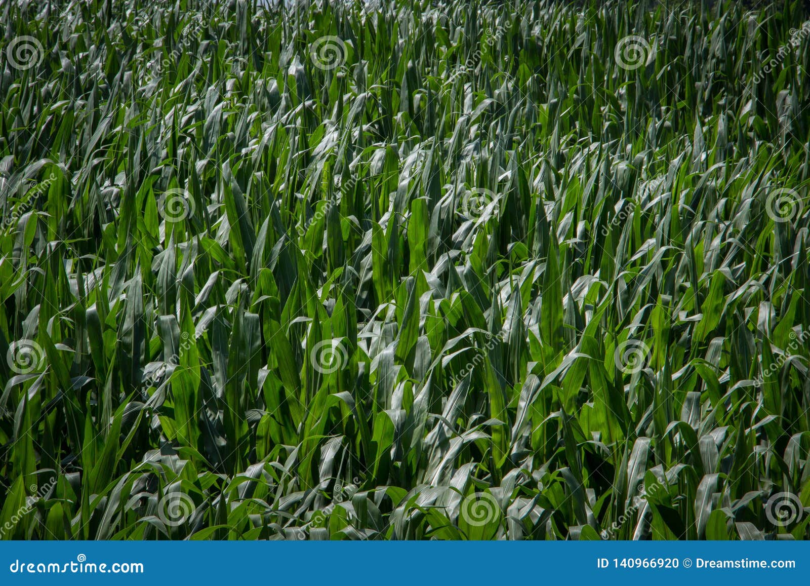 Field of Saturated Corn Stalks Stock Photo - Image of endless, field ...