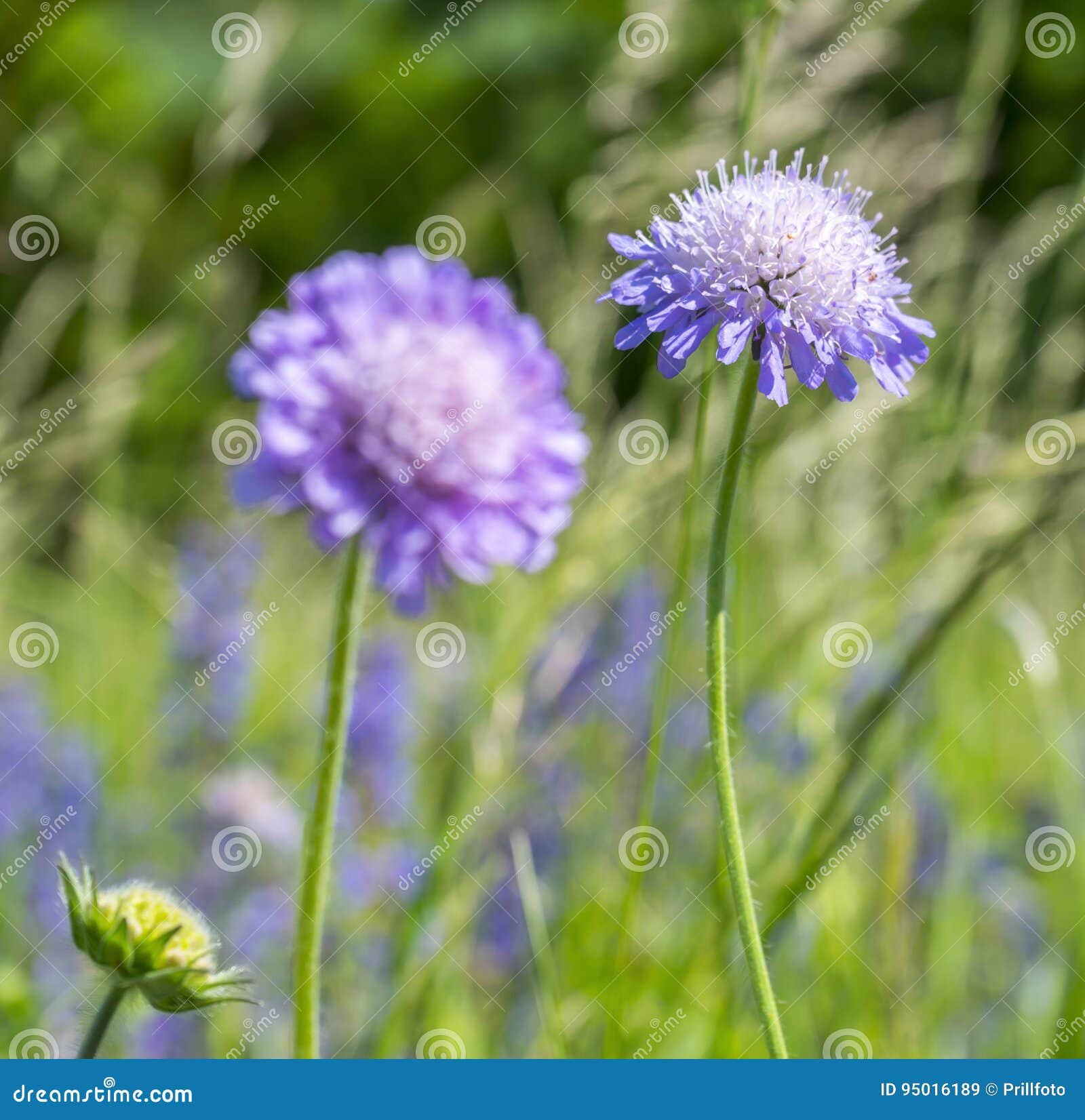 Field scabious closeup stock image. Image of handsome - 95016189