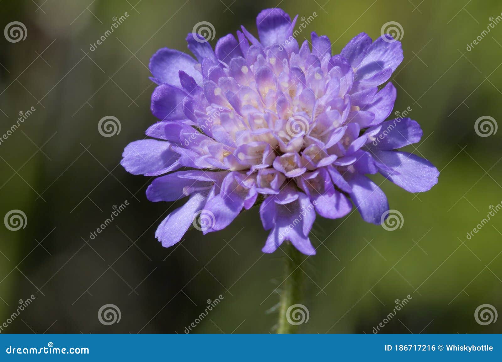 Field Scabious stock photo. Image of flower, arvensis - 186717216