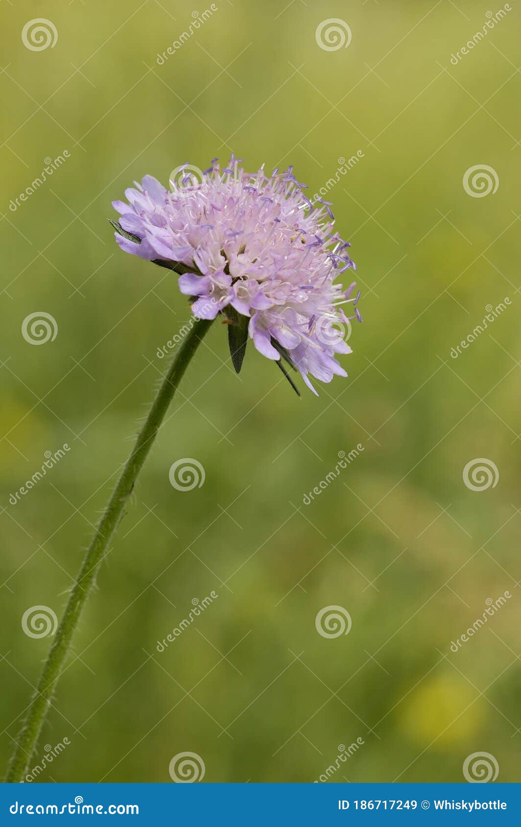 Field Scabious stock image. Image of dipsacoideae, field - 186717249