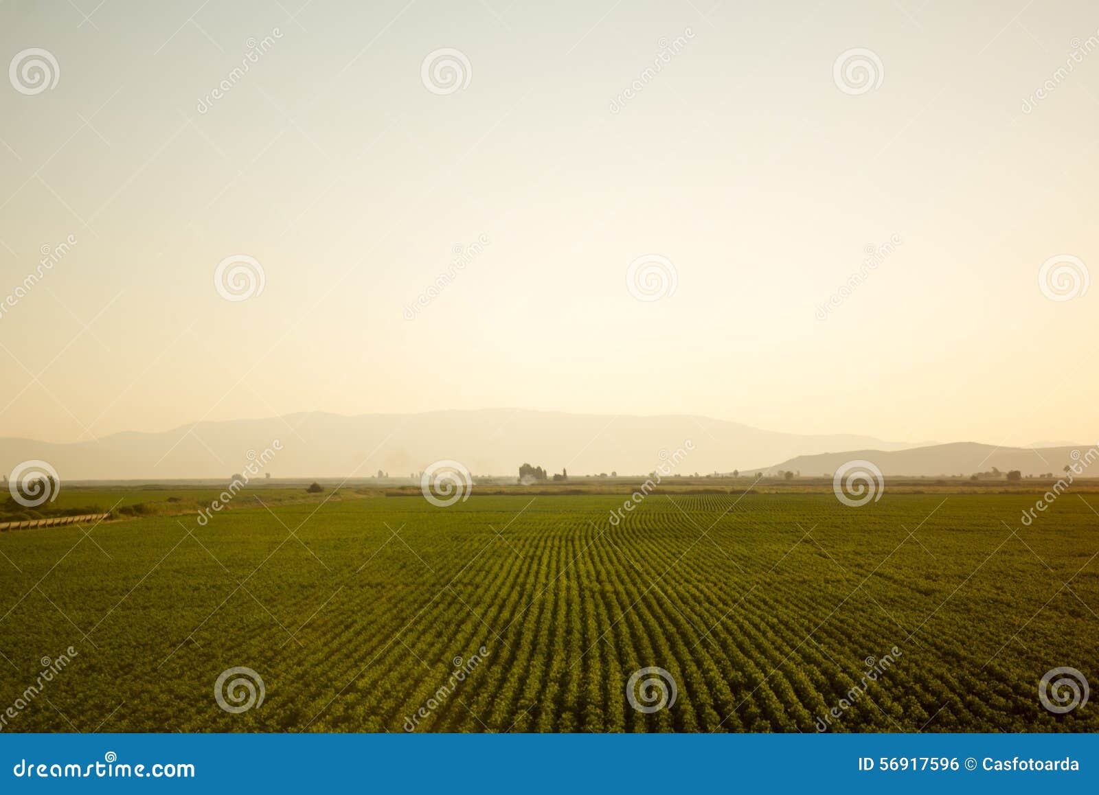 Field scape. stock photo. Image of industry, leaf, beautiful - 56917596