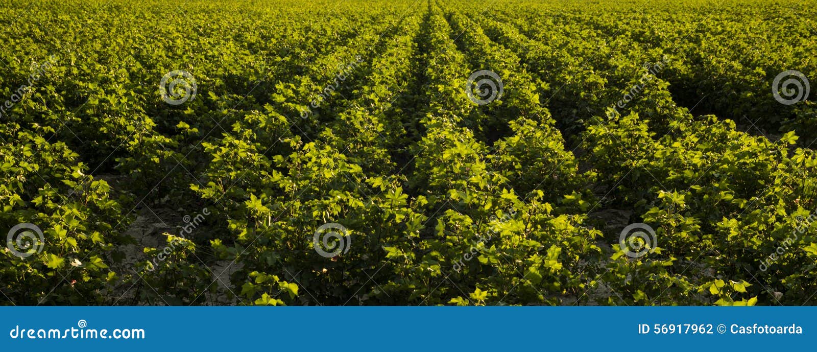 Field scape. stock photo. Image of organic, farm, farming - 56917962