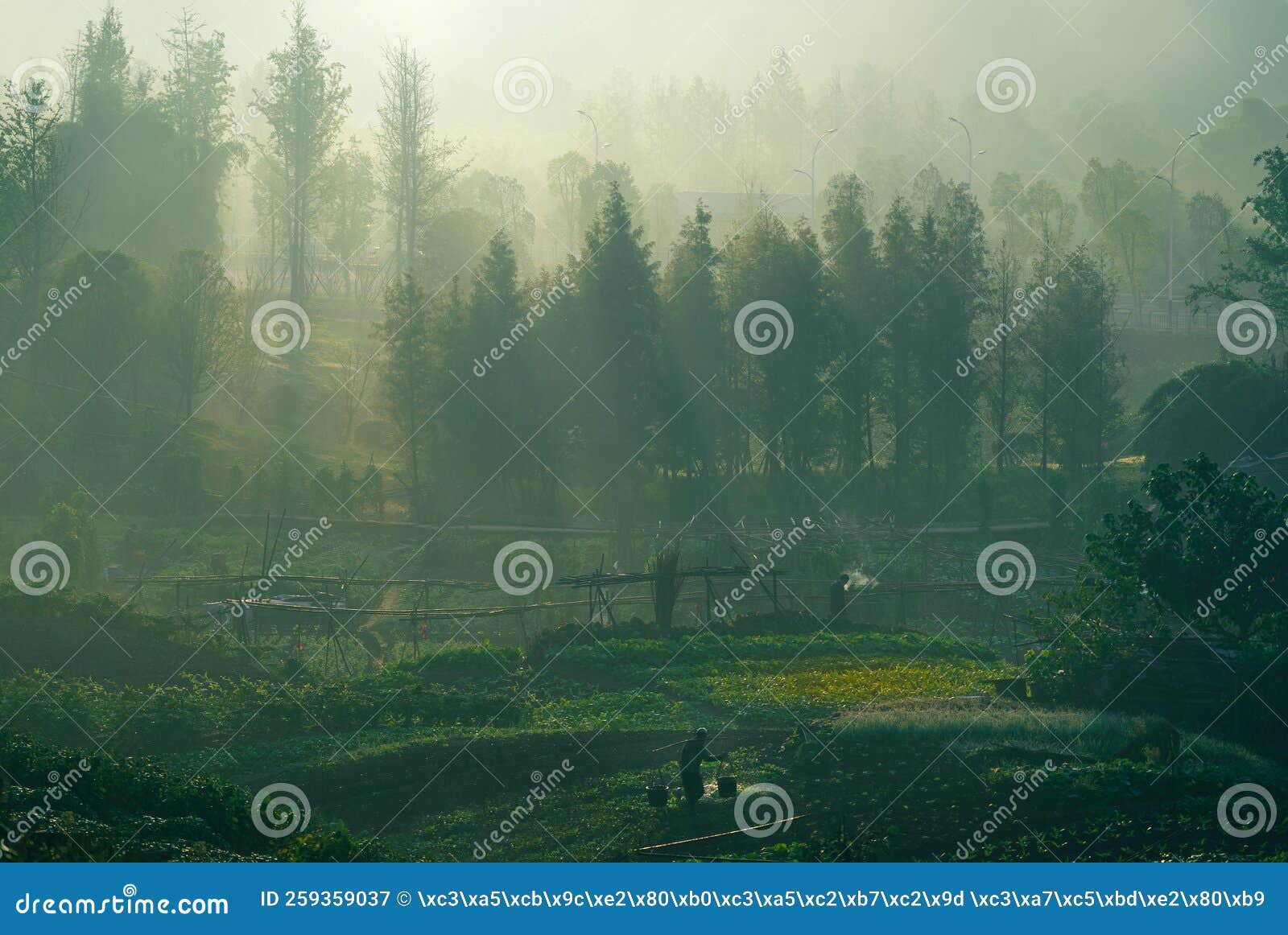 Field Scenery Field Leaf Hill Stock Image - Image of plant, woodland ...